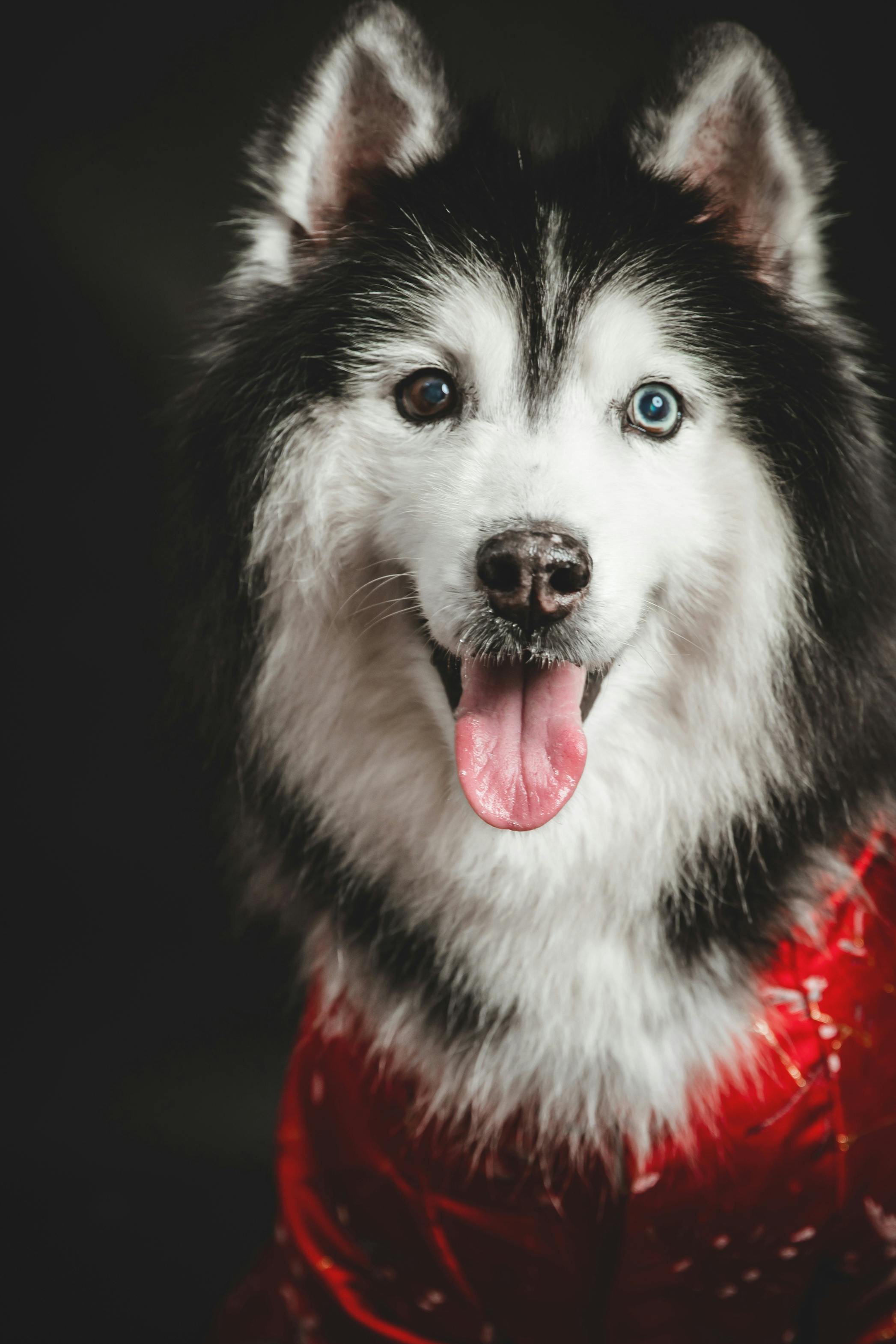 Portrait of Husky · Free Stock Photo