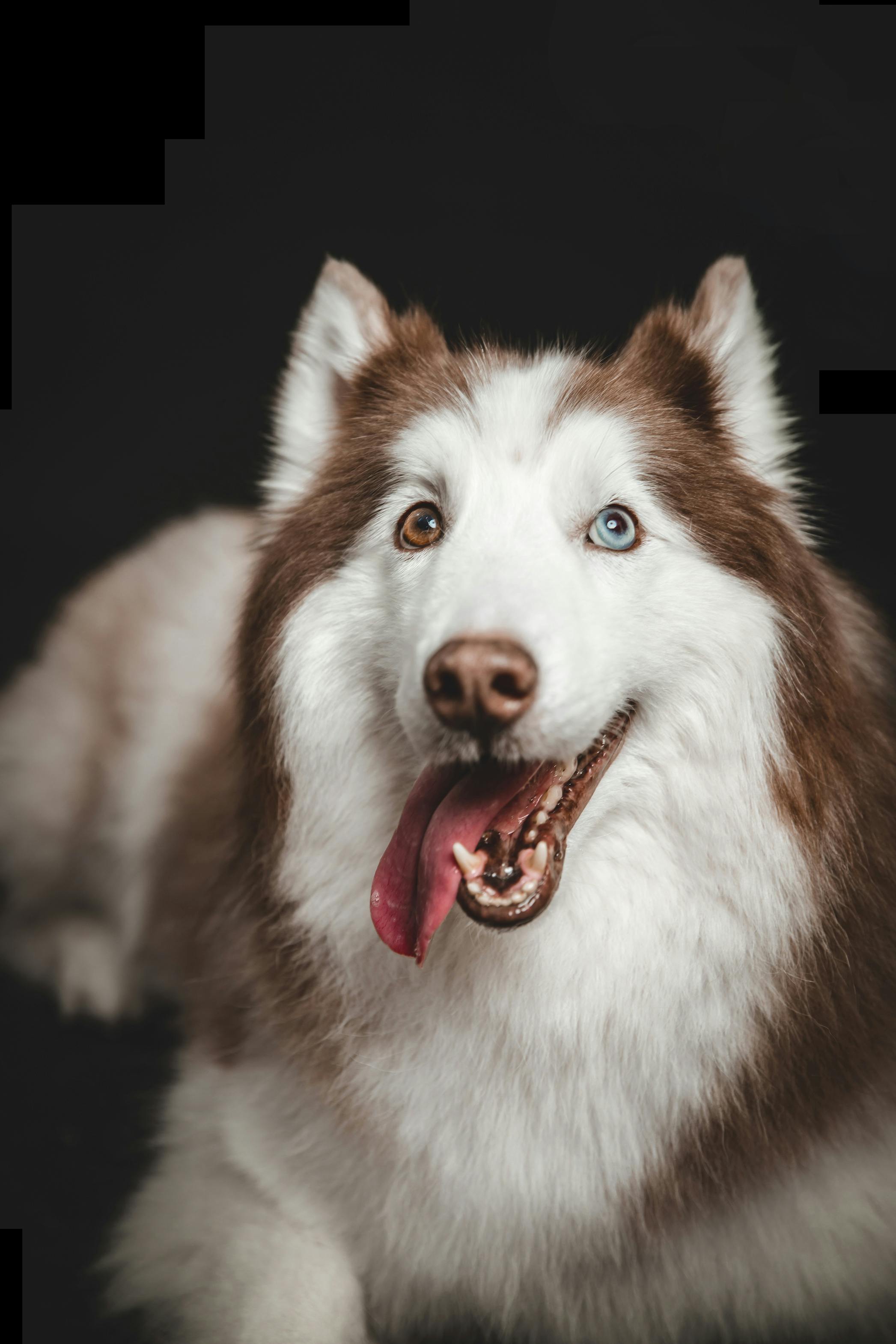 Dog Mock Up Photos, Download The BEST Free Dog Mock Up Stock Photos ...
