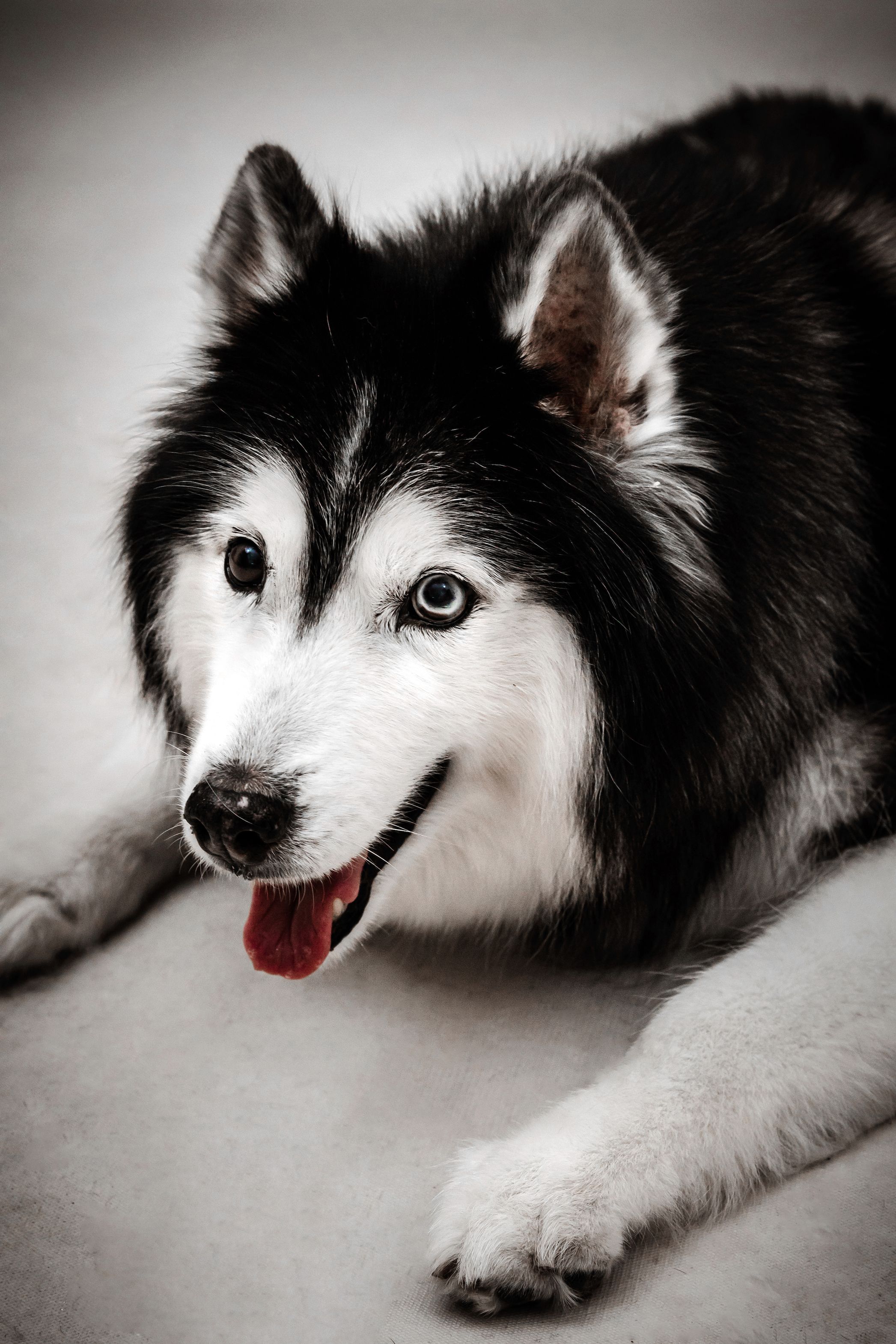 Canine Photos, Download The BEST Free Canine Stock Photos & HD Images