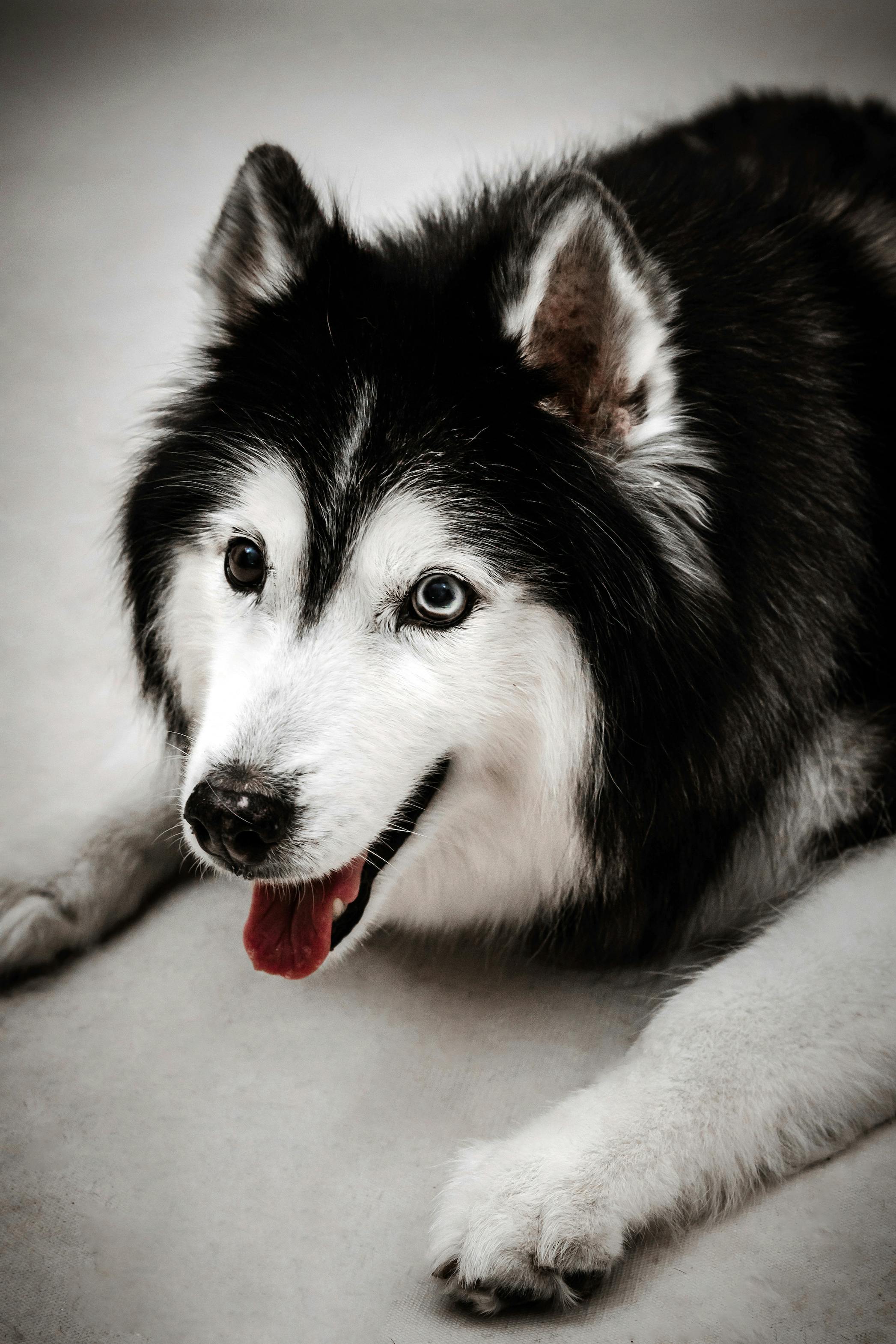 Lying Young Siberian Husky · Free Stock Photo