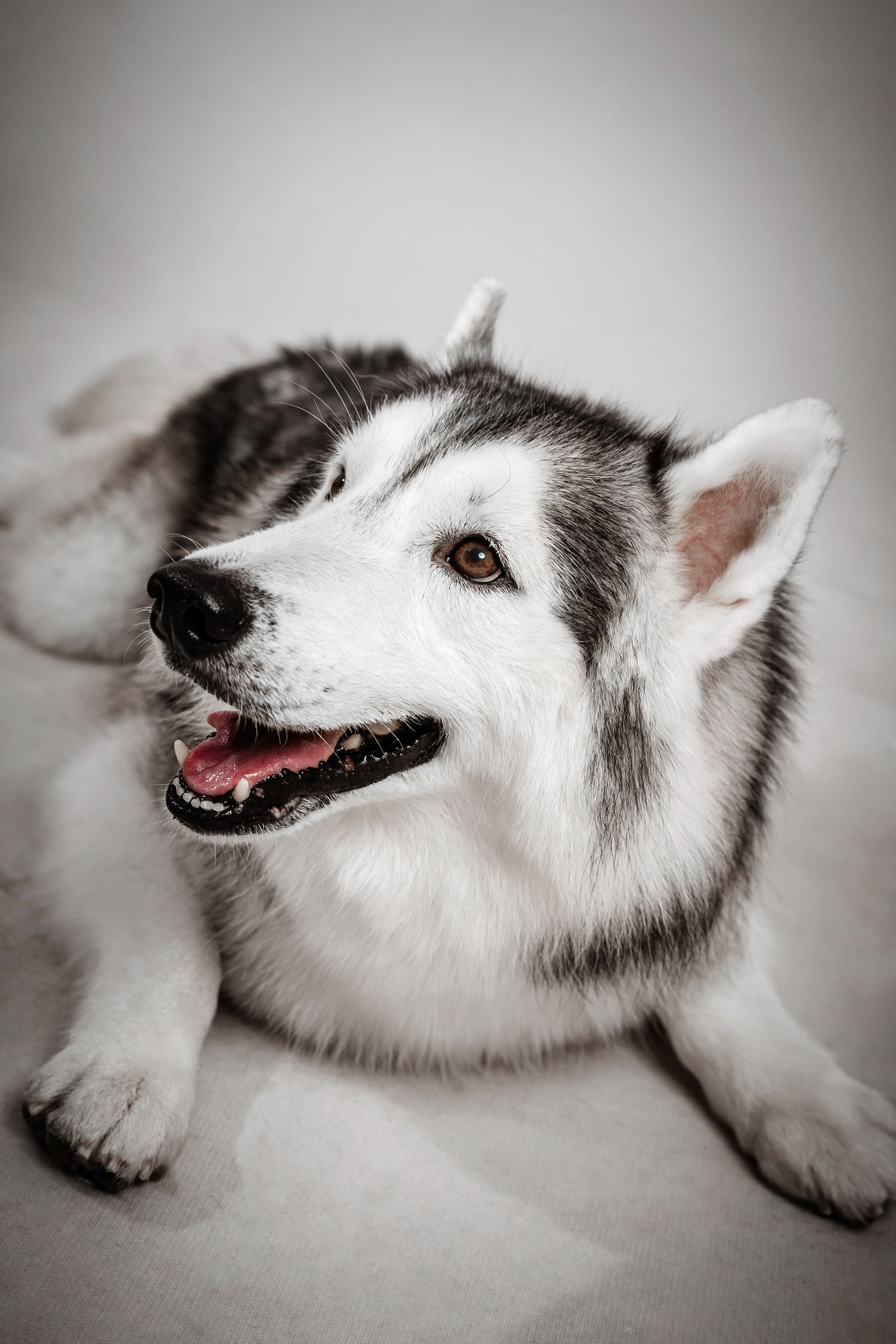Aggressive Husky Photos, Download The BEST Free Aggressive Husky Stock ...