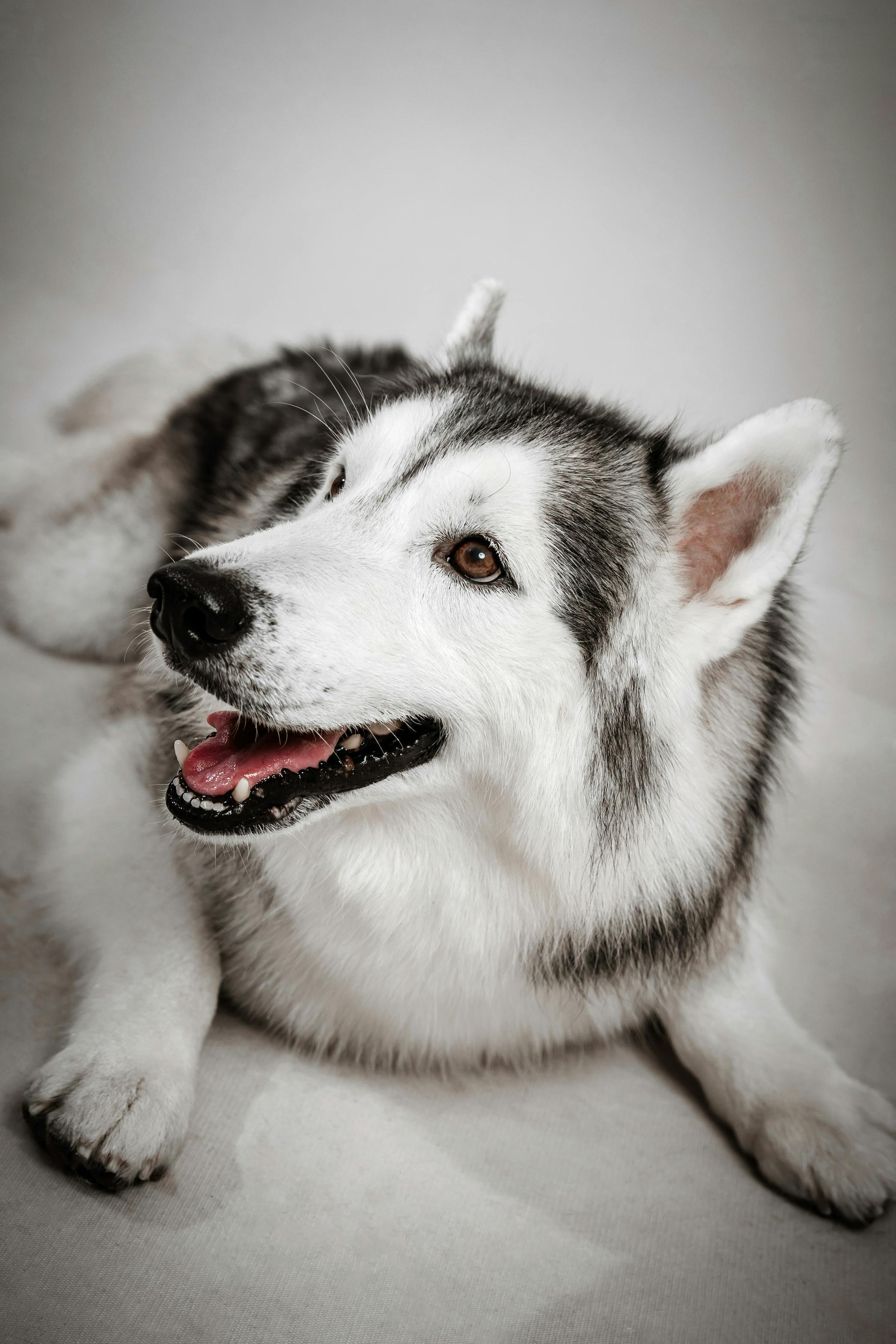 Stop Husky Photos, Download The BEST Free Stop Husky Stock Photos & HD ...