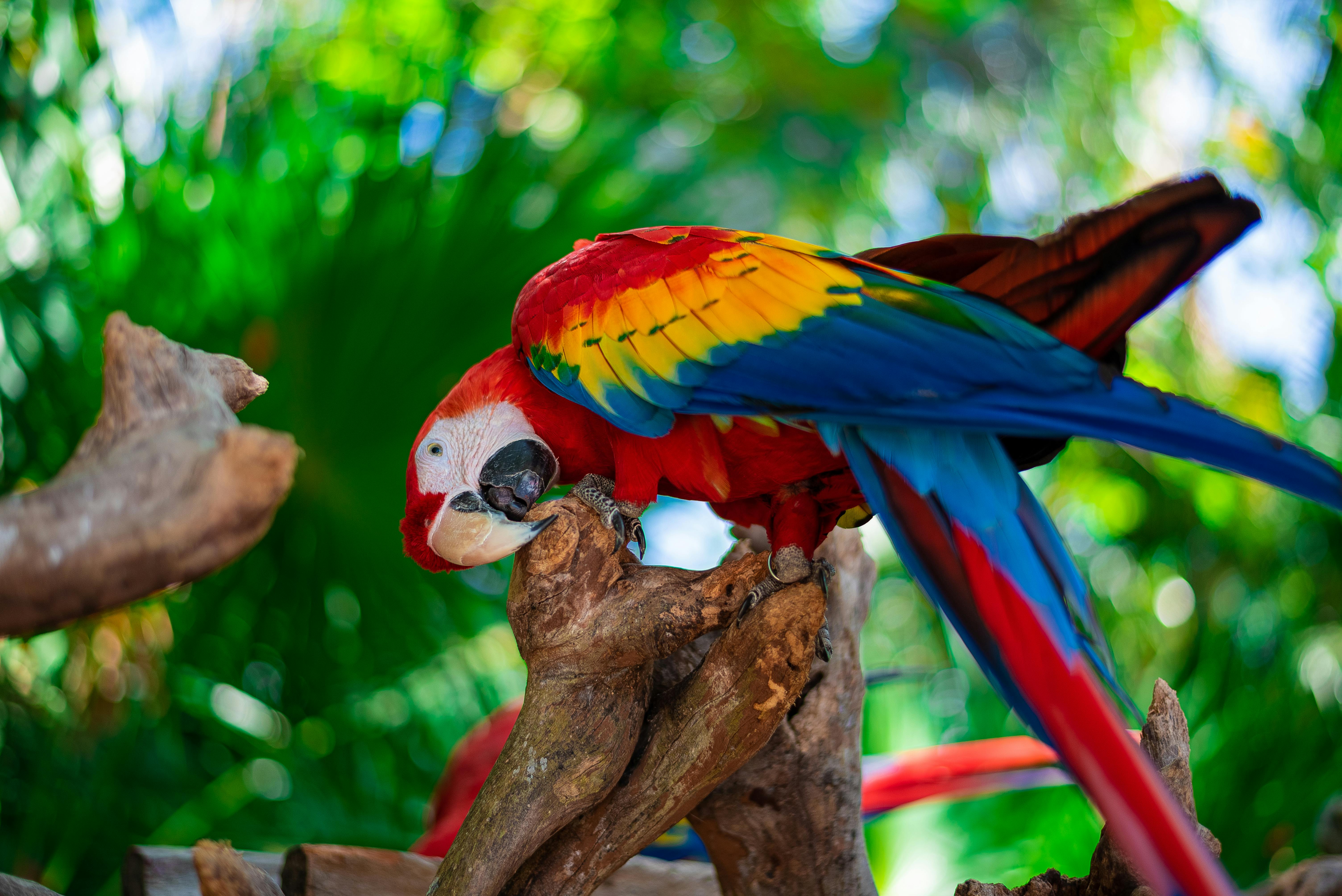 Macaw Bird · Free Stock Photo