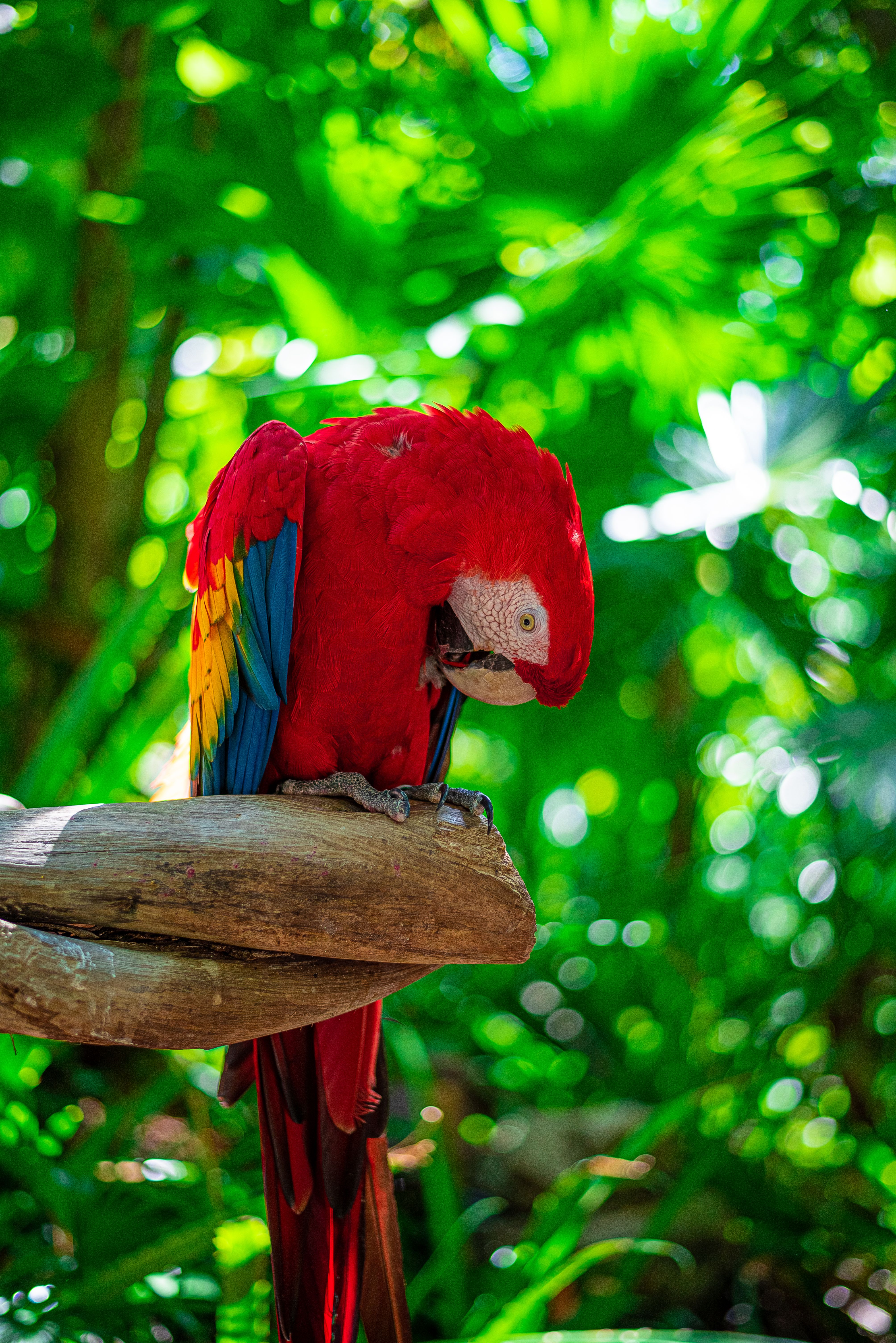 Red and Green Macaw Sitting on a Tree · Free Stock Photo