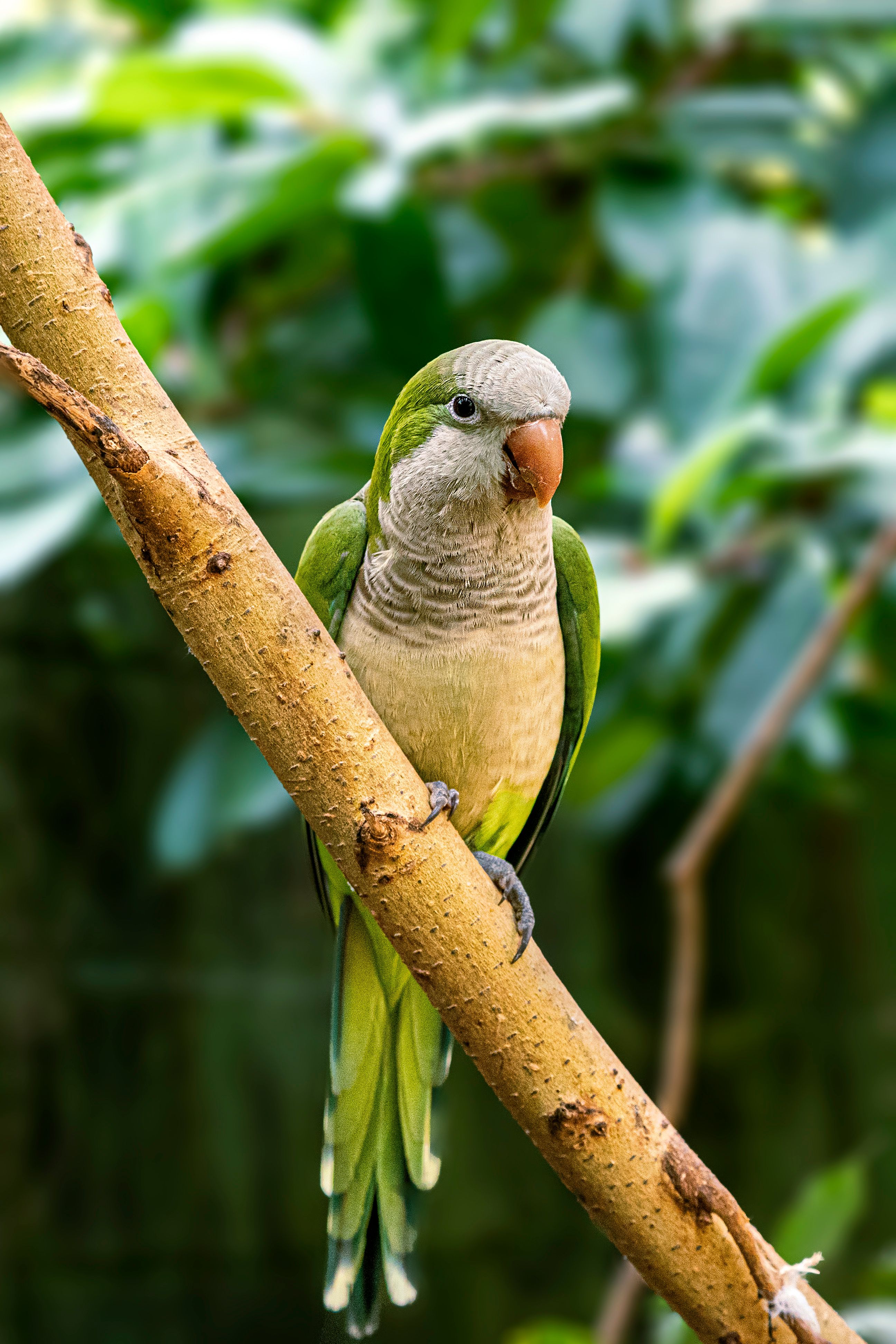Pájaro Monje · Foto de stock gratuita