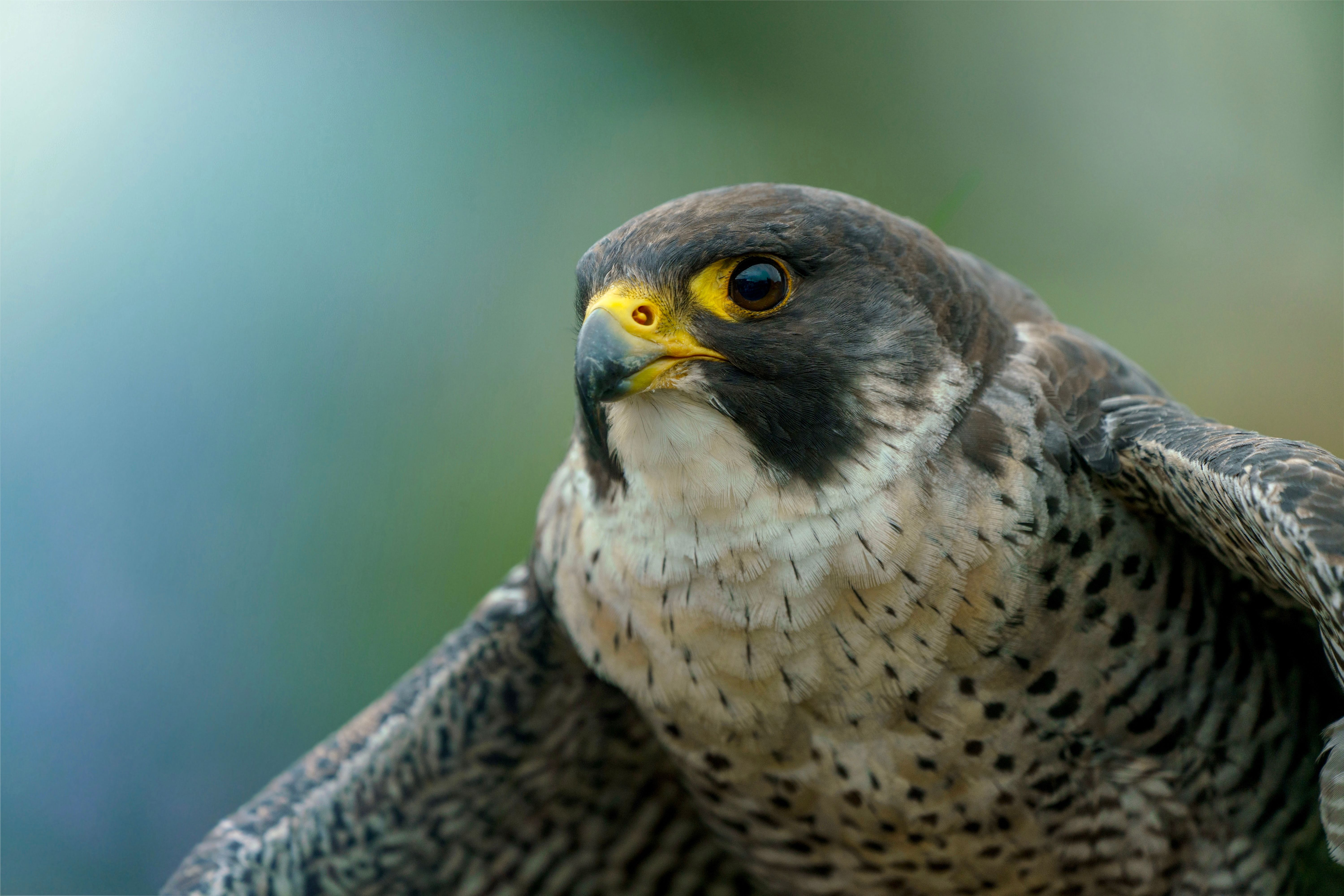 Close up of Shaheen Falcon · Free Stock Photo