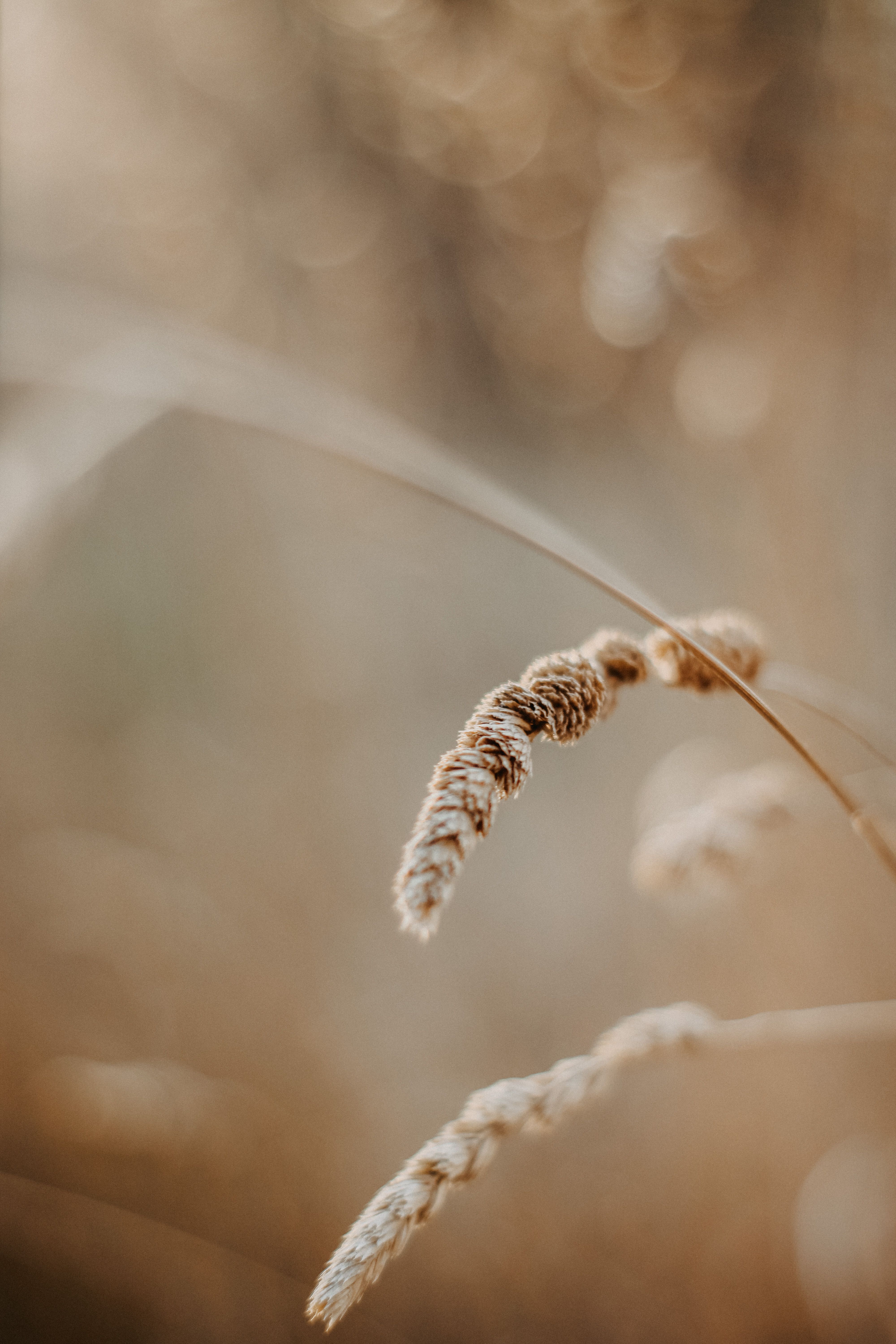White Grass Field · Free Stock Photo