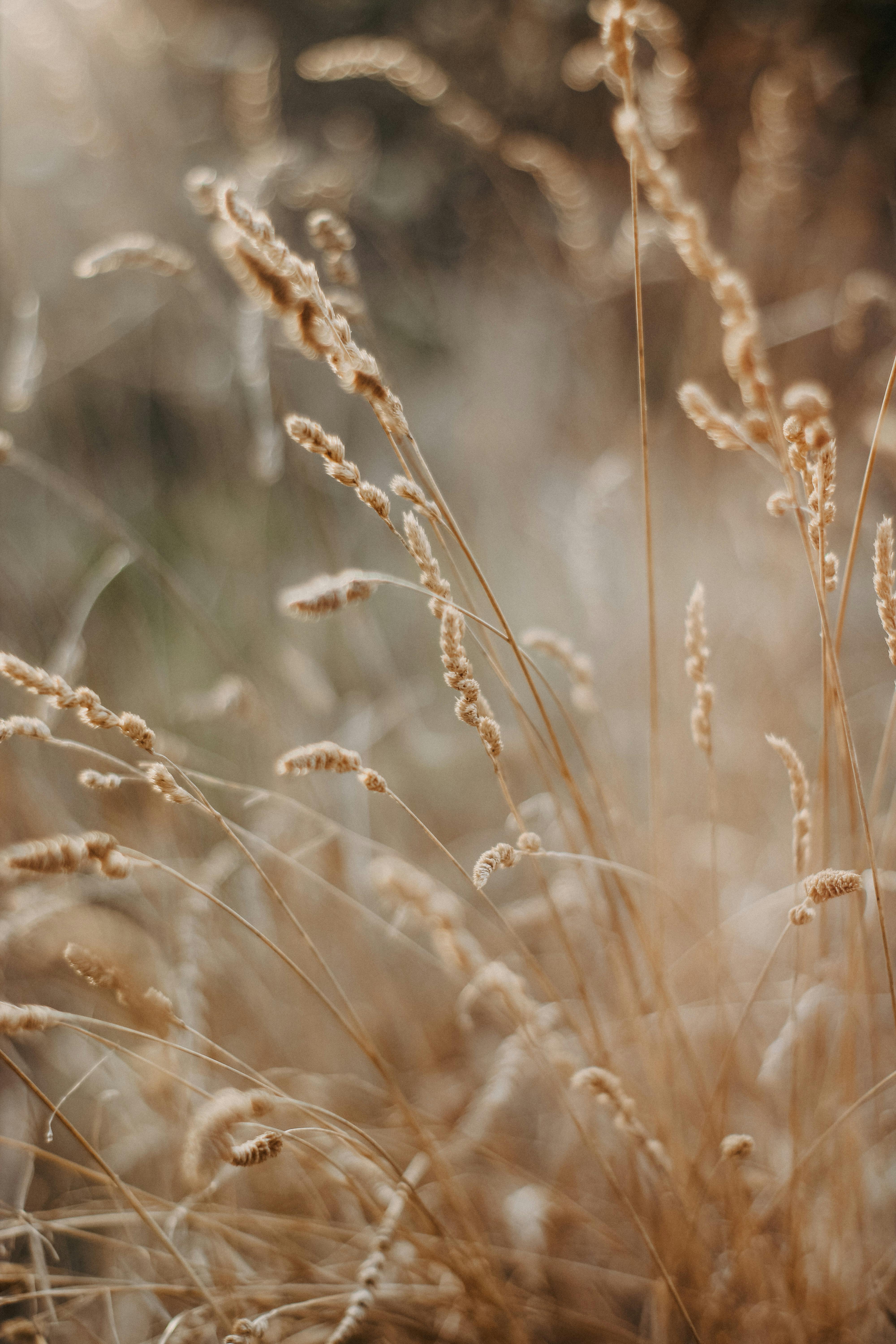 Golden Wheat Straw · Free Stock Photo