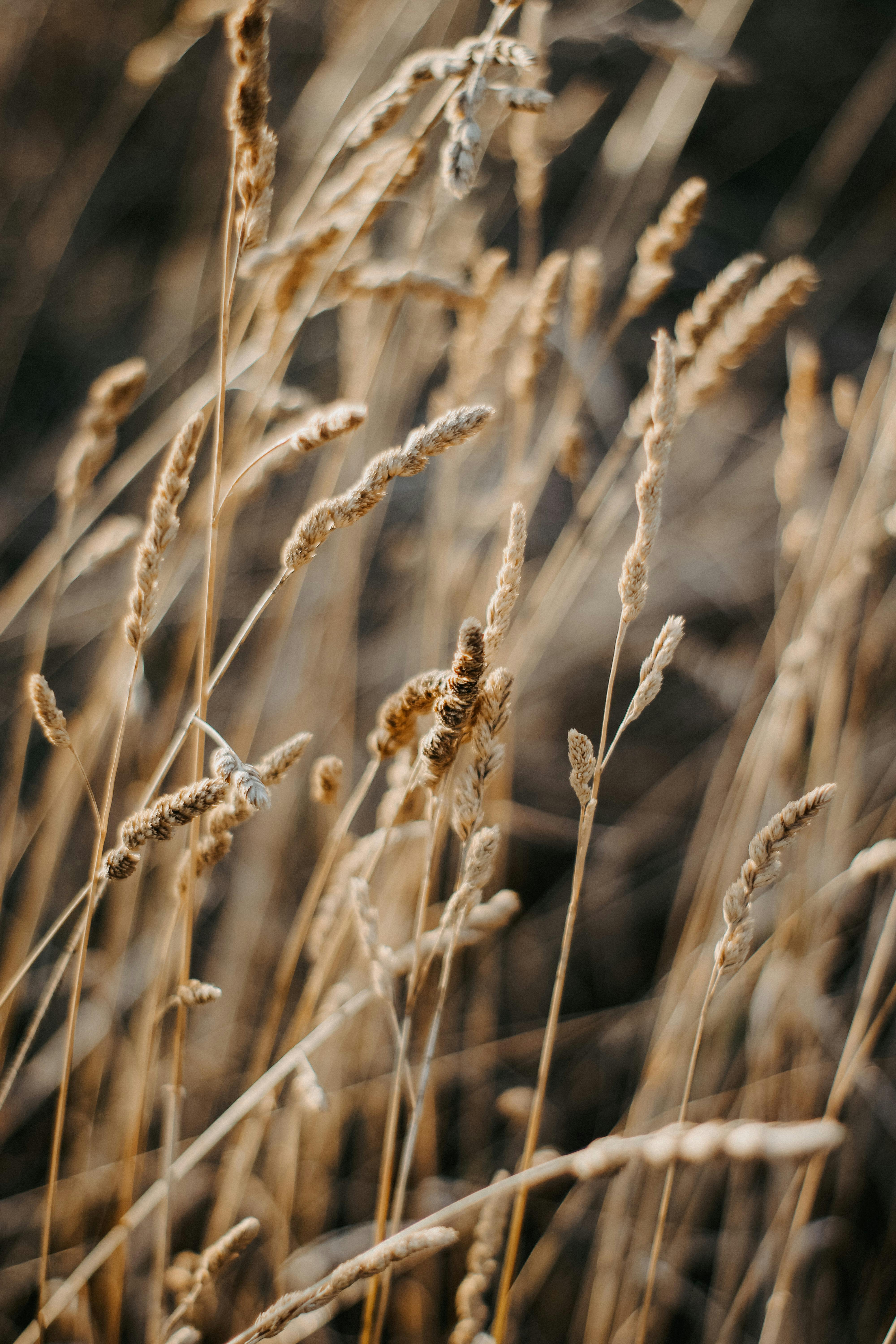 Close-up of a Withered Grass · Free Stock Photo