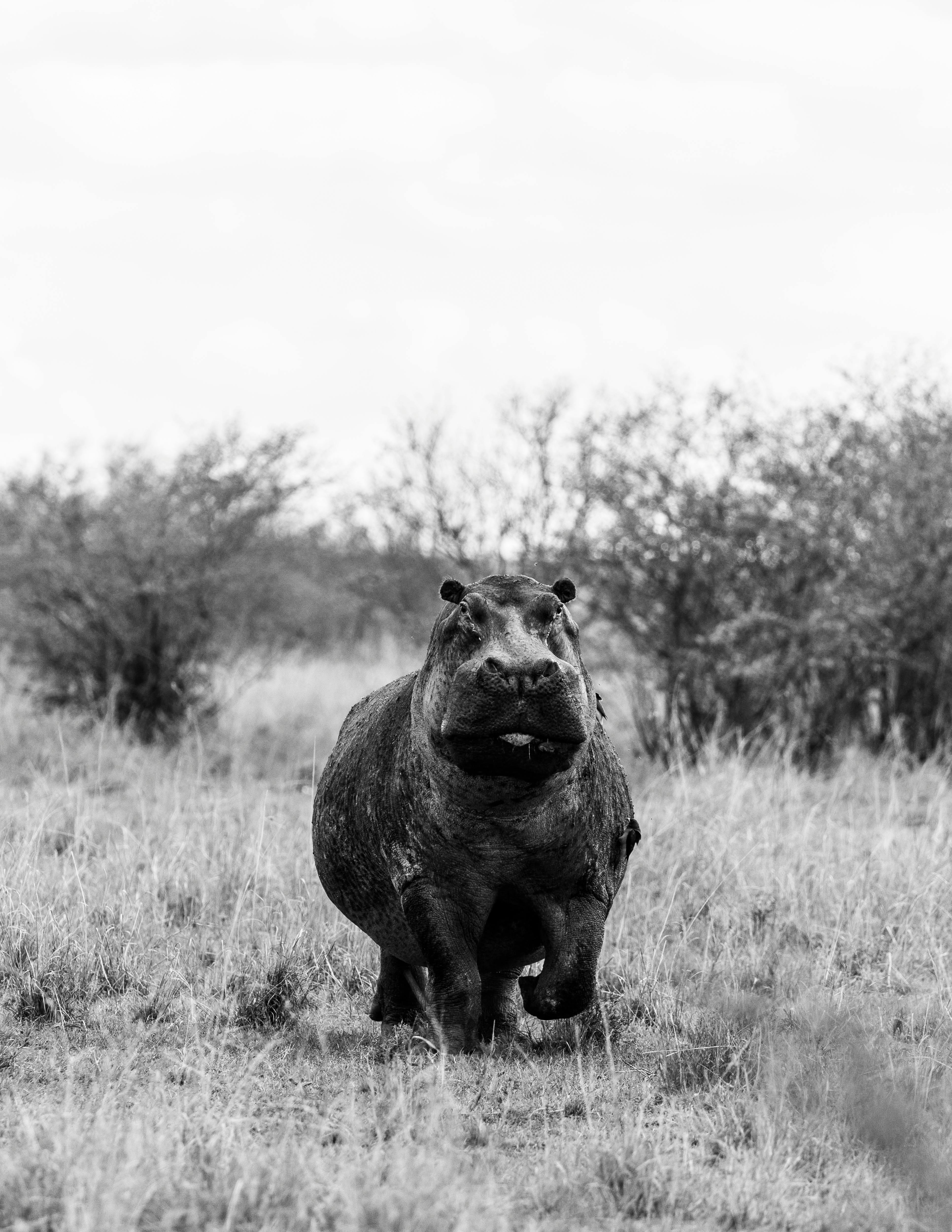 Hippopotamus Running on Meadow · Free Stock Photo