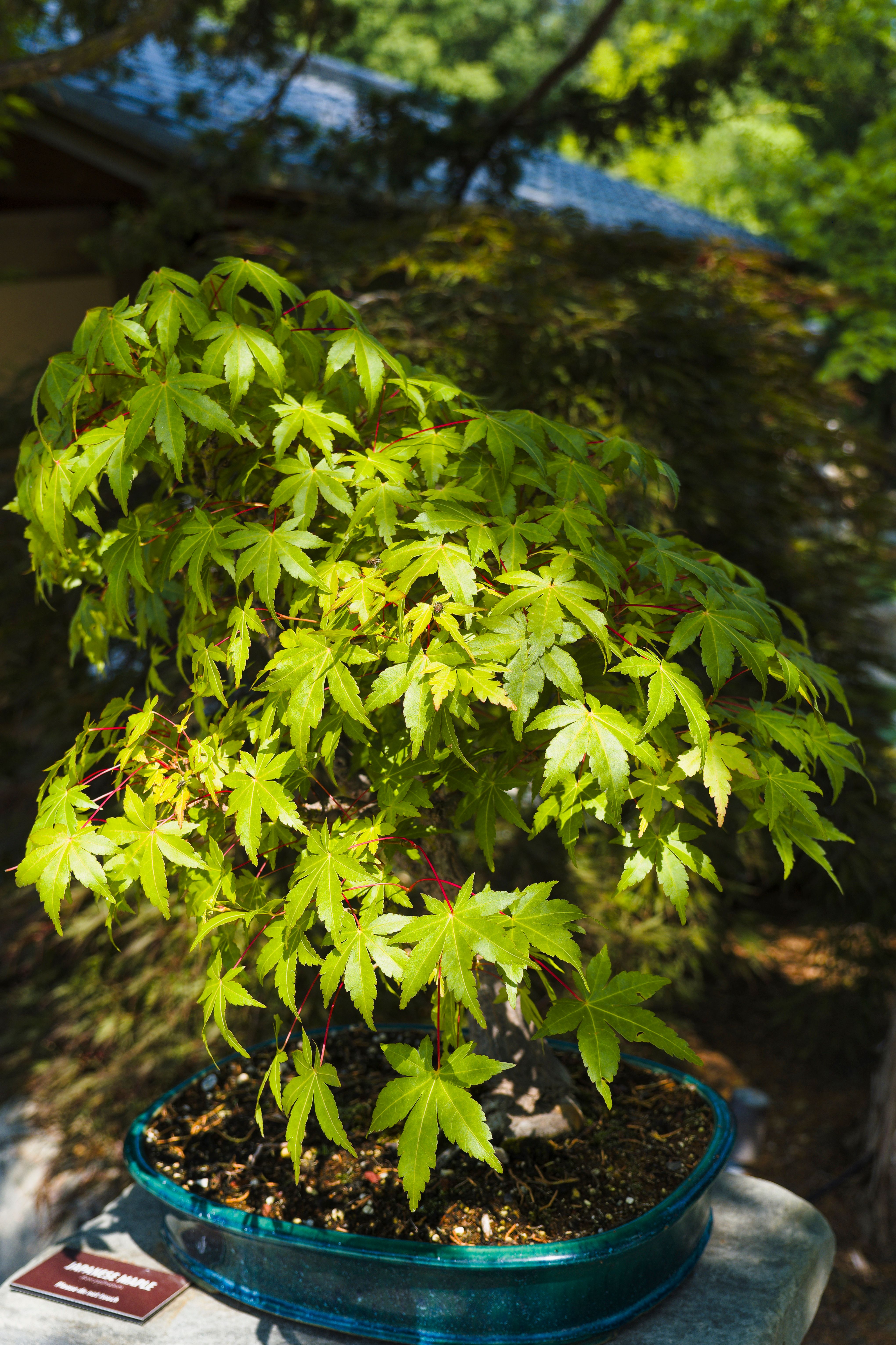 Potted Small Tree · Free Stock Photo