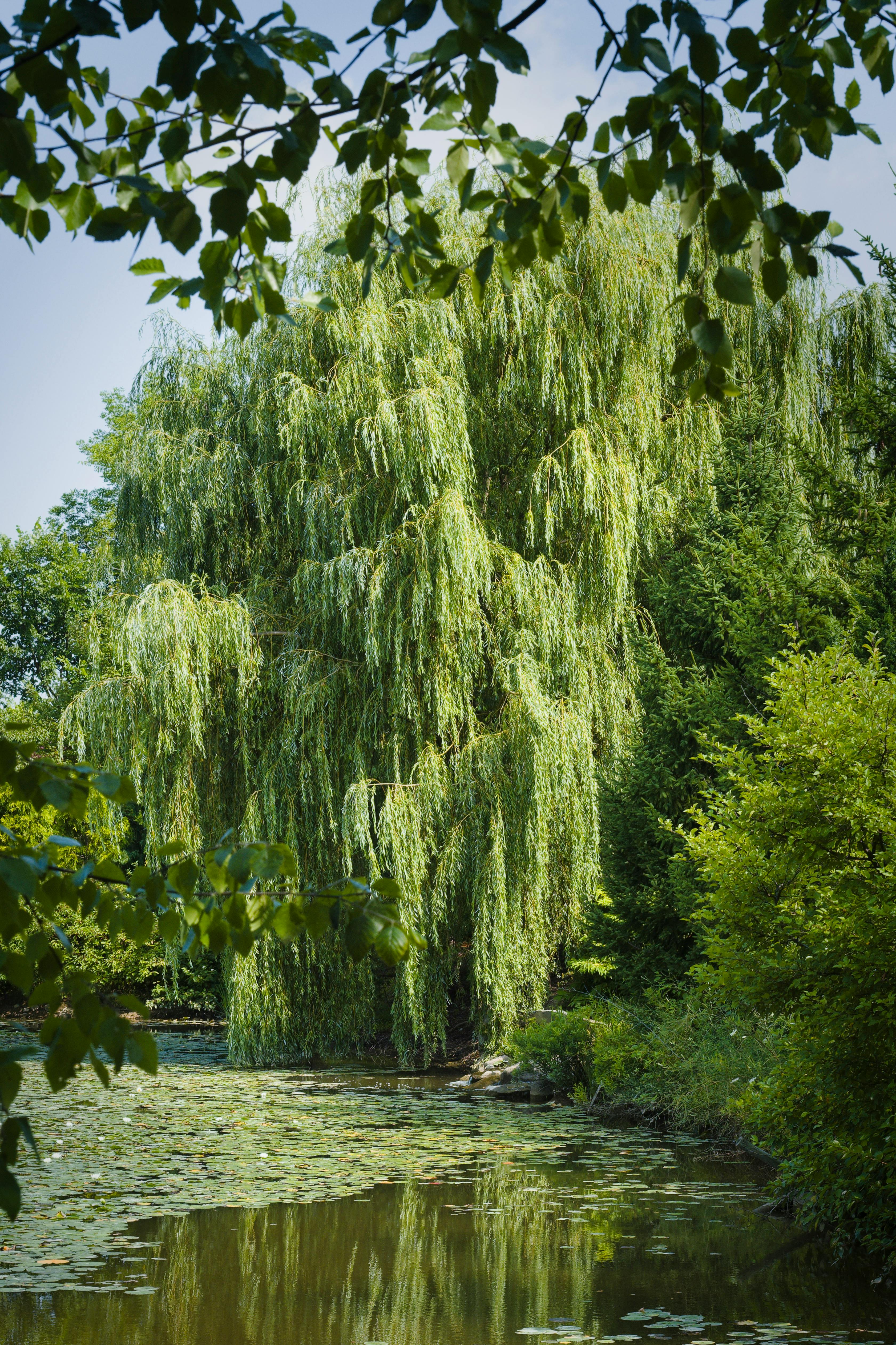 White Sky over Weeping Willow Trees · Free Stock Photo