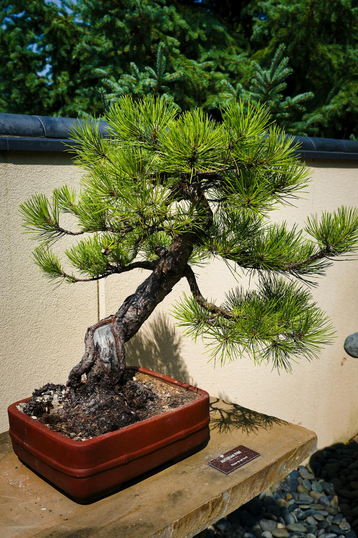 Bonsai Bomen Photos, Download The BEST Free Bonsai Bomen Stock Photos ...