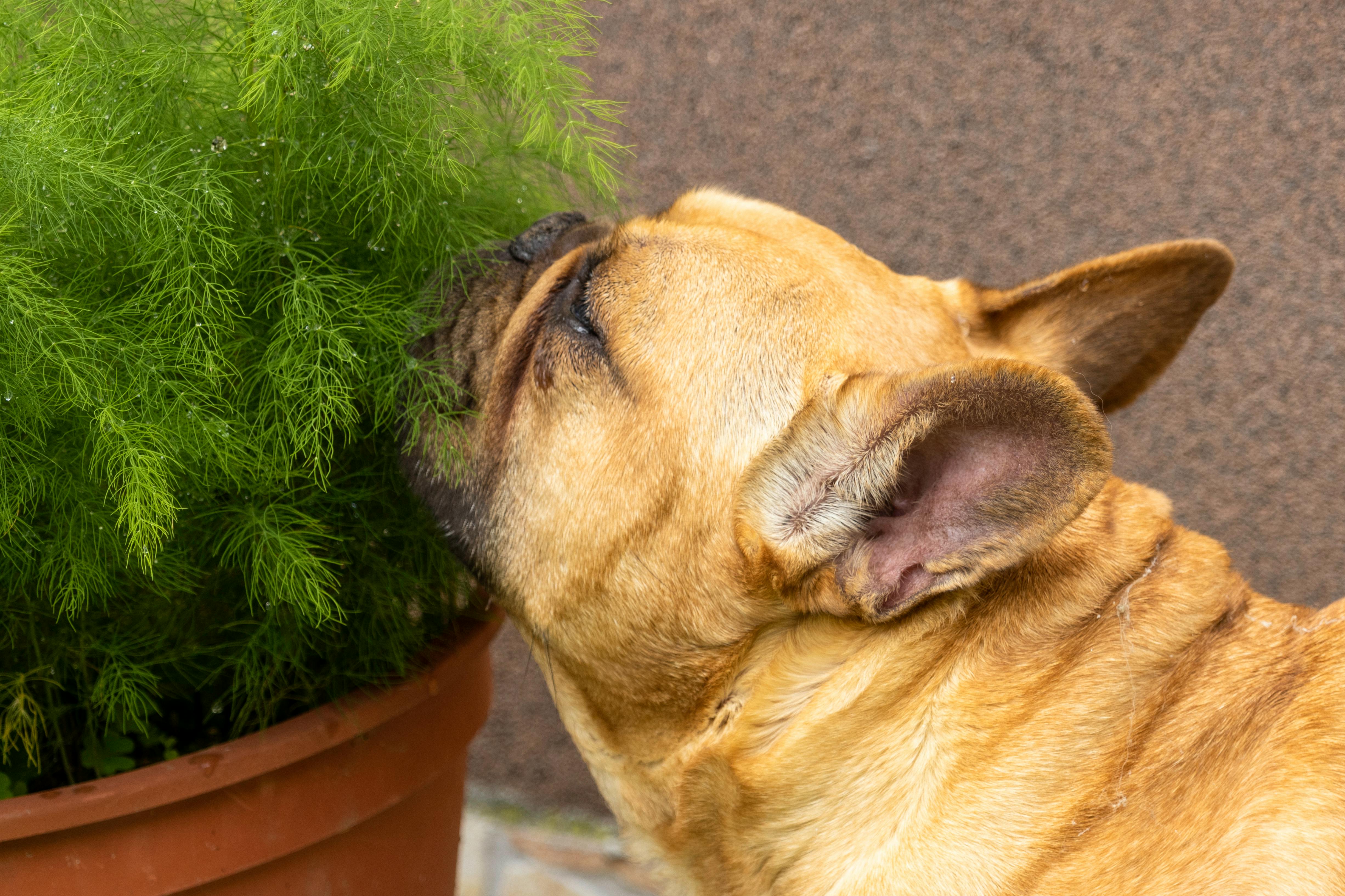 Dogs Smelling Photos, Download The BEST Free Dogs Smelling Stock Photos ...