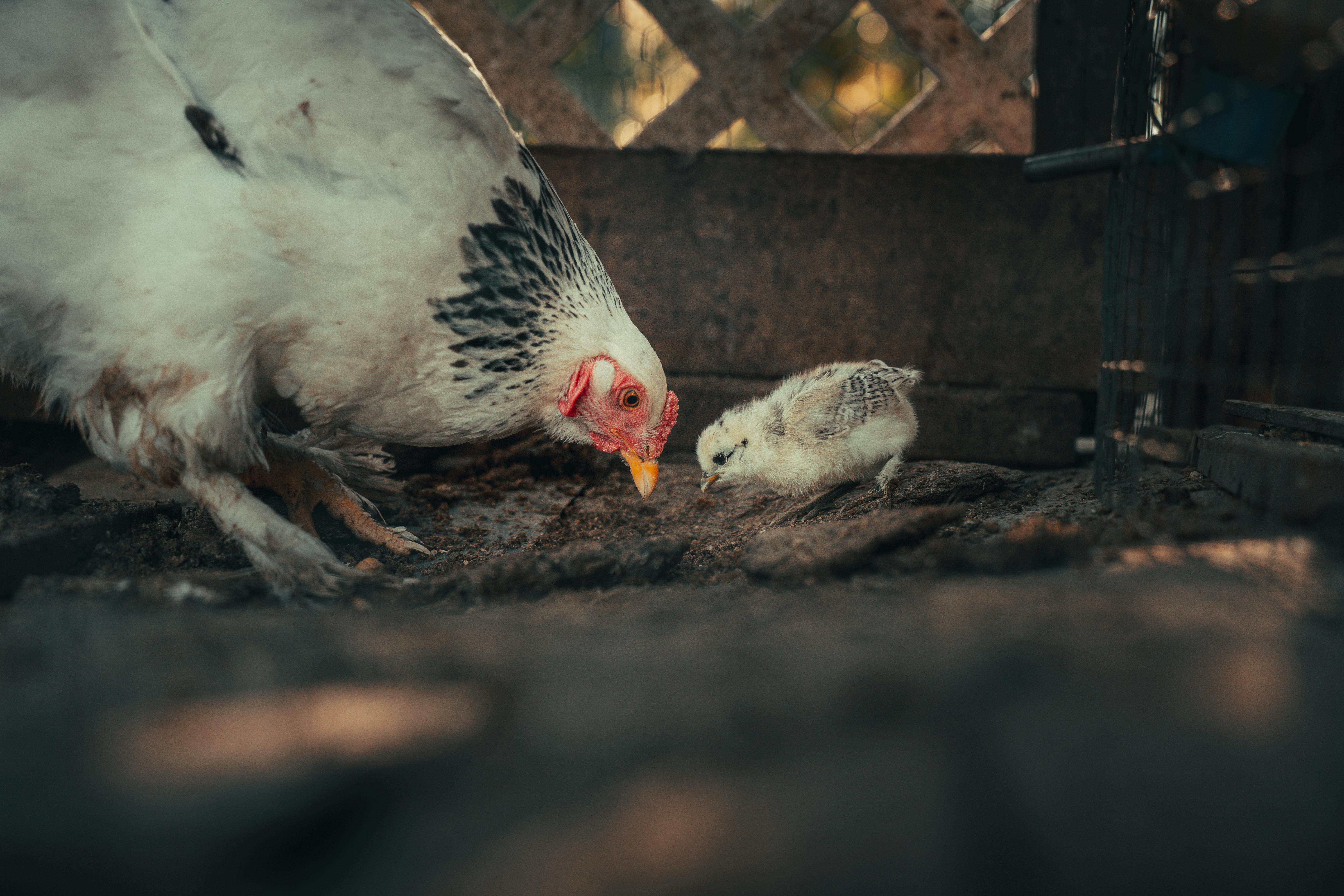 Selective Focus Photography of White Hen · Free Stock Photo