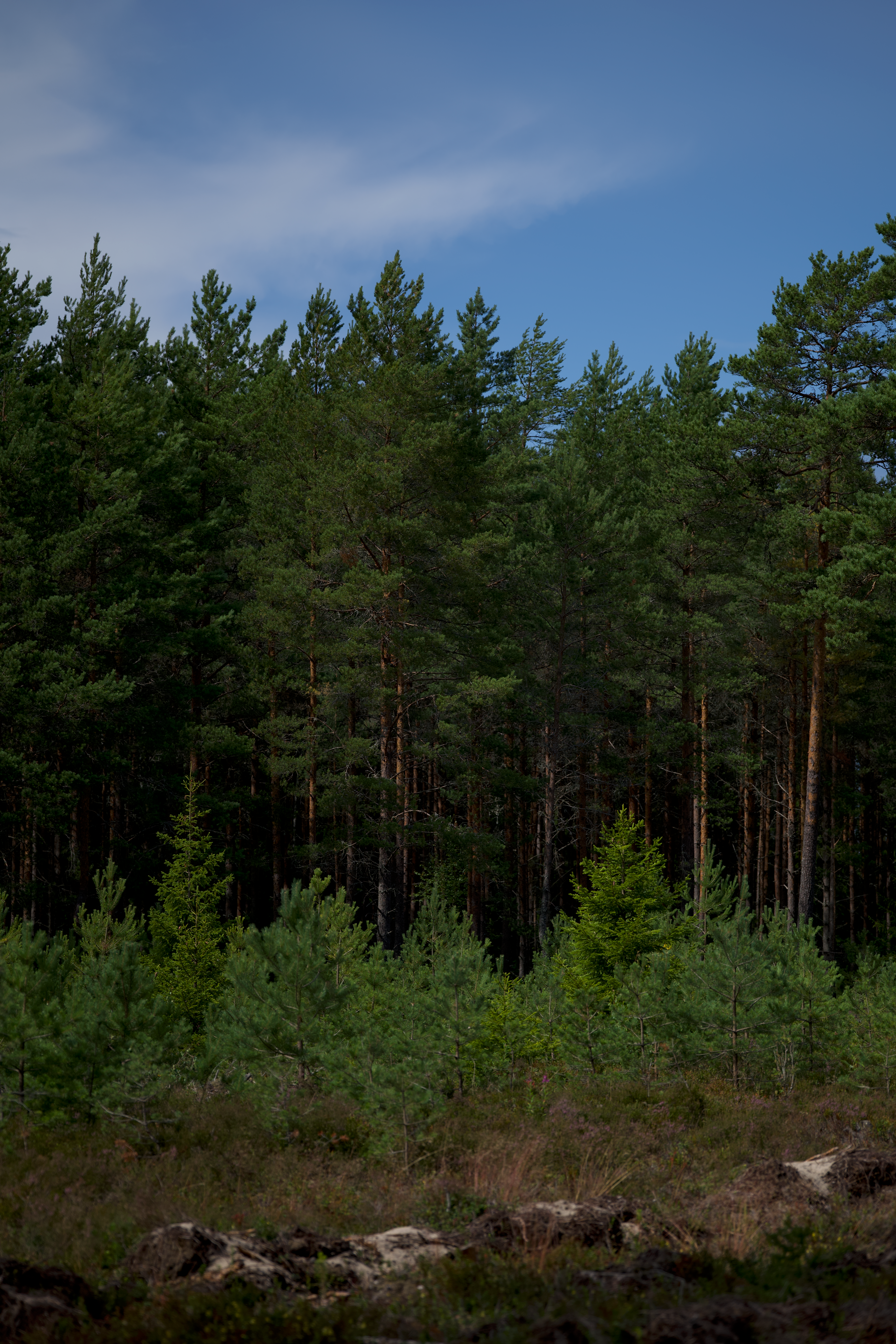 Conifer Trees Forest · Free Stock Photo