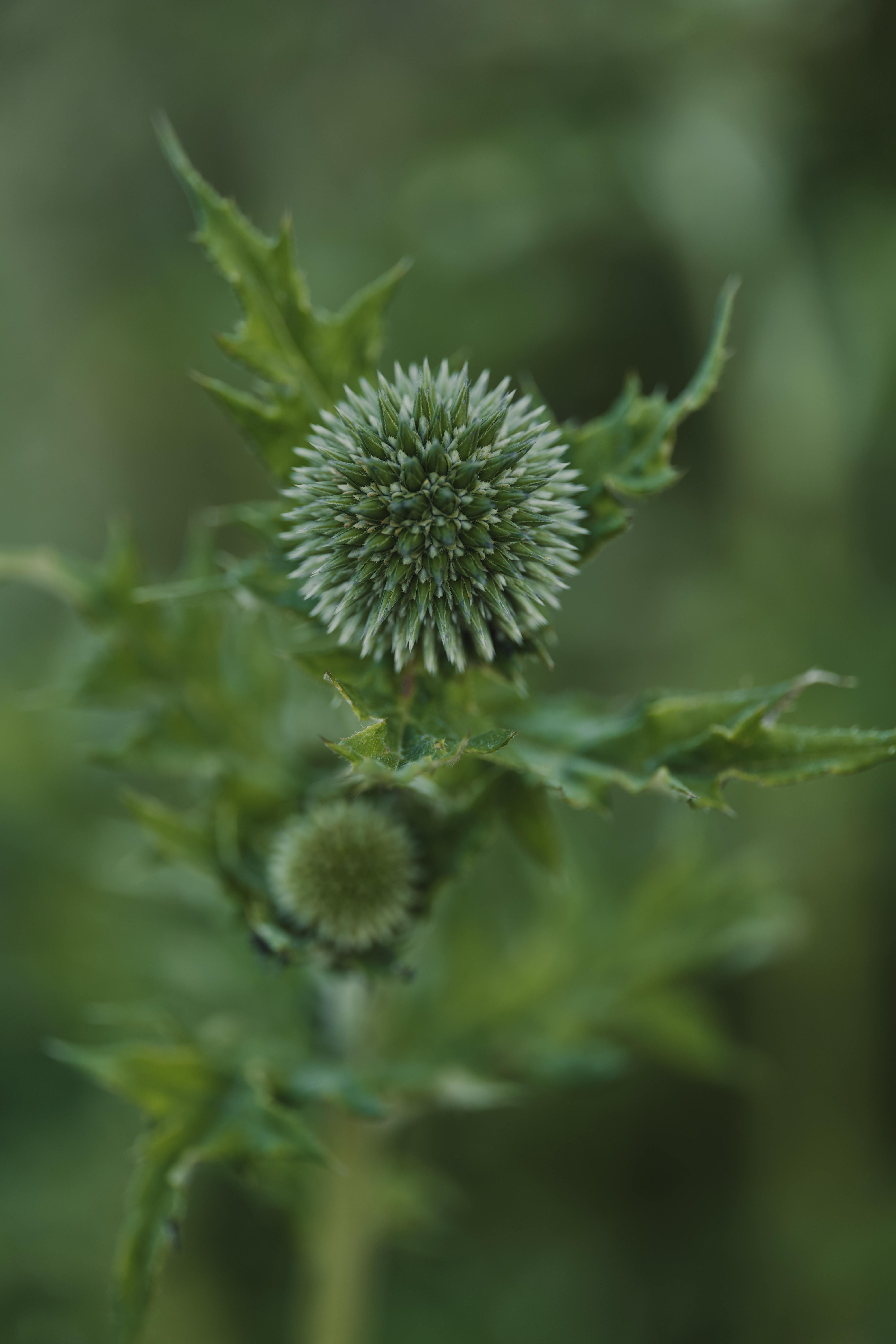 Reproduction Photos, Download The BEST Free Reproduction Stock Photos ...