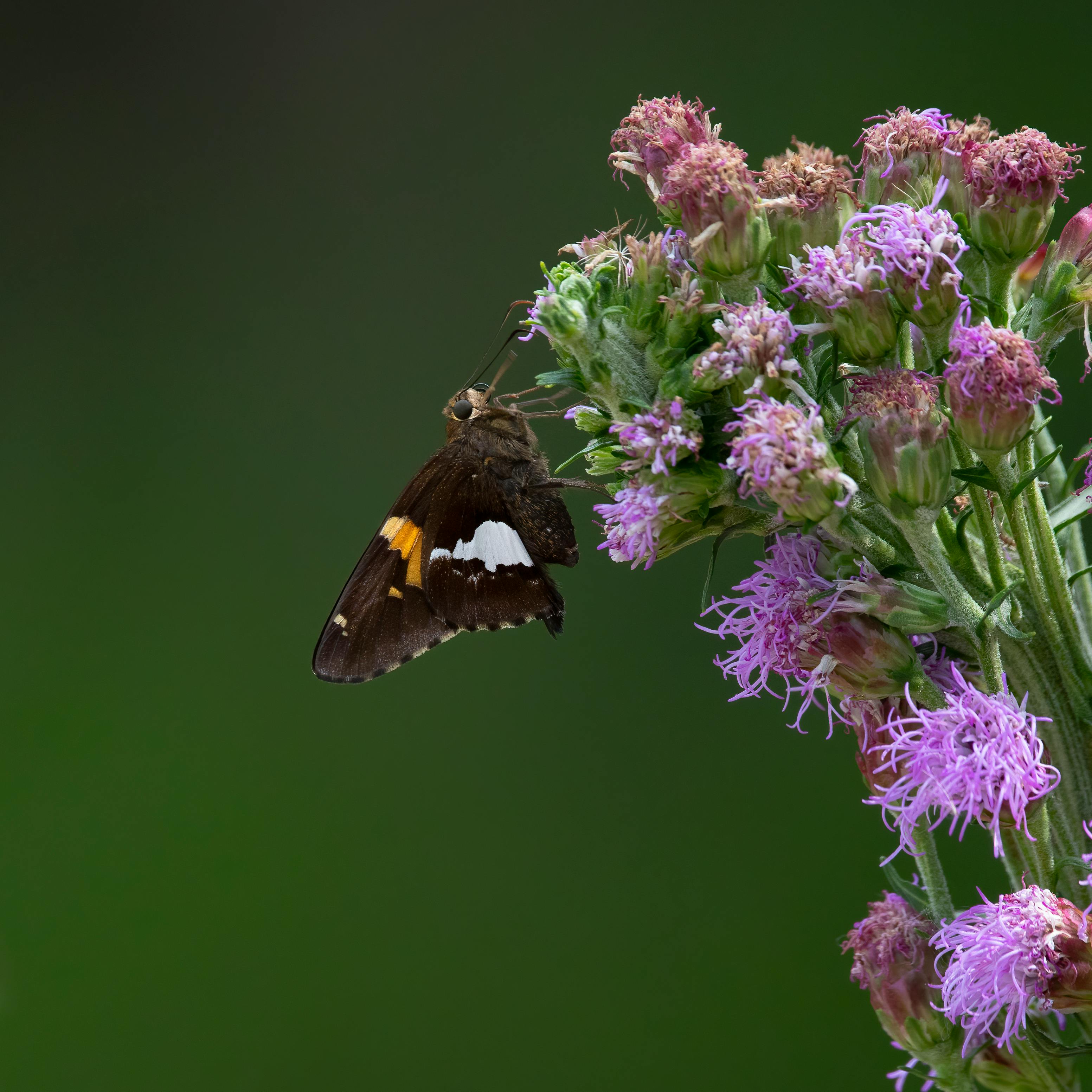 Krishnachura Flower Photos, Download The BEST Free Krishnachura Flower ...