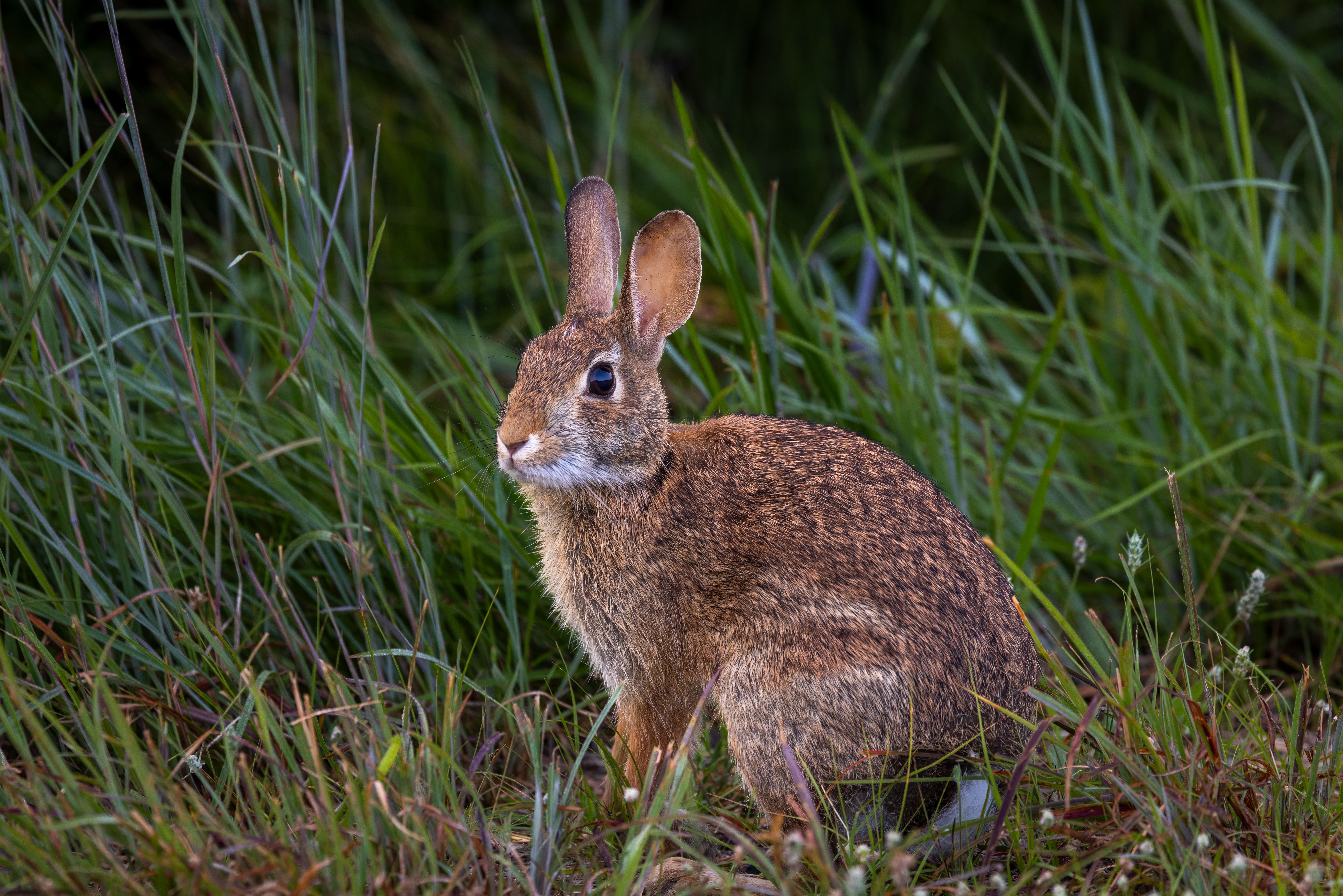 A Rabbit in a Meadow · Free Stock Photo