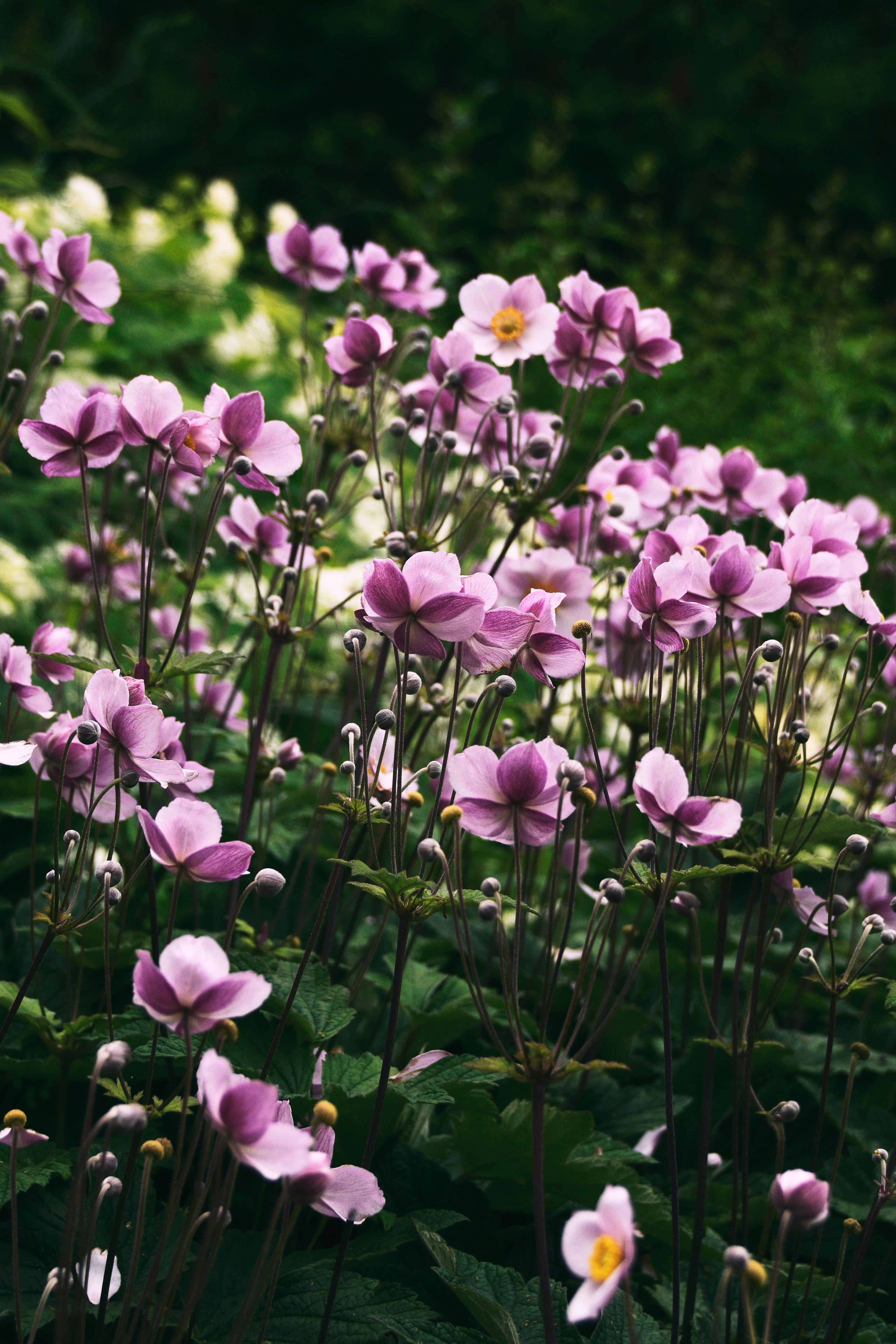 Plant Blooming Photos, Download The BEST Free Plant Blooming Stock ...