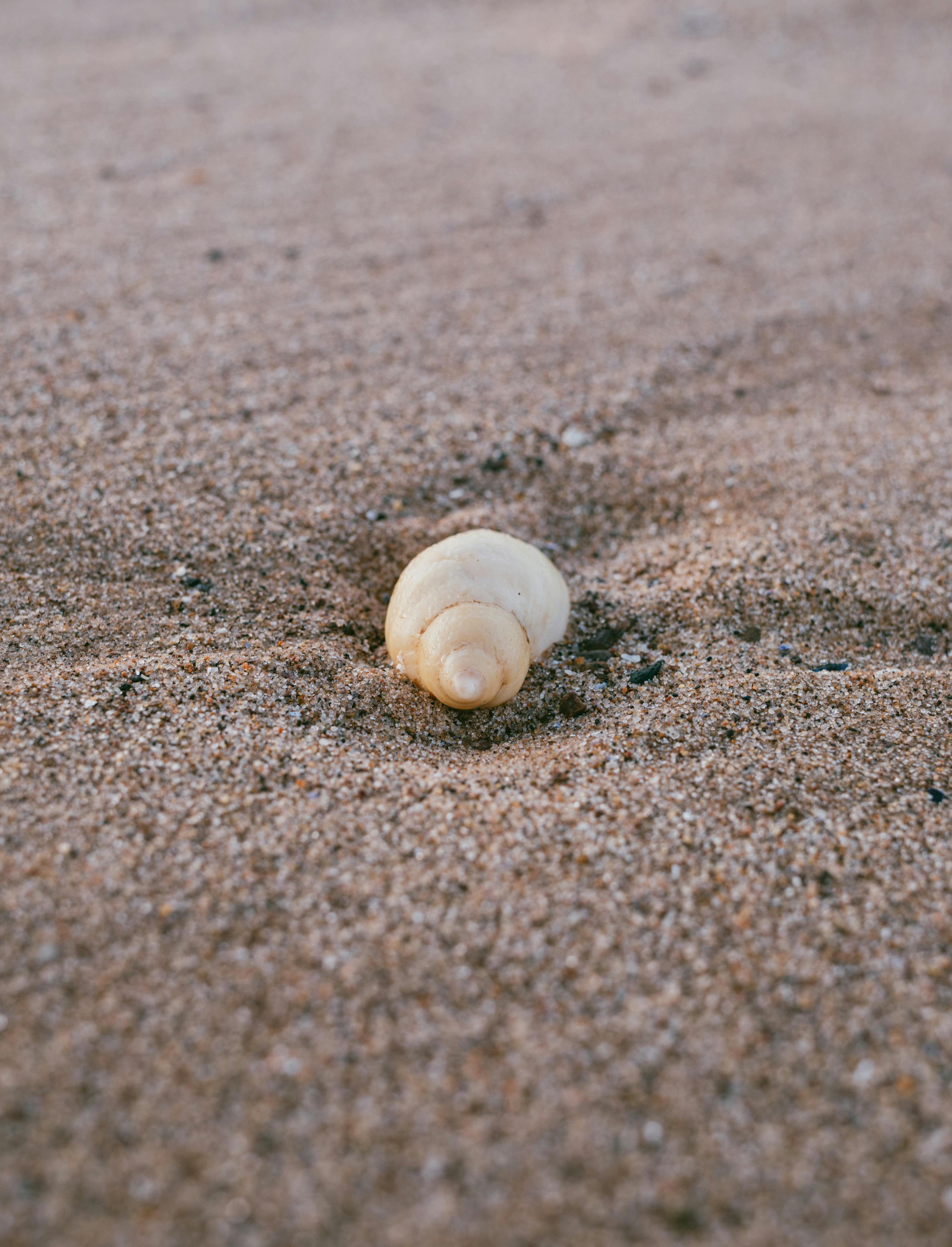 Seashell Lying on Sand · Free Stock Photo