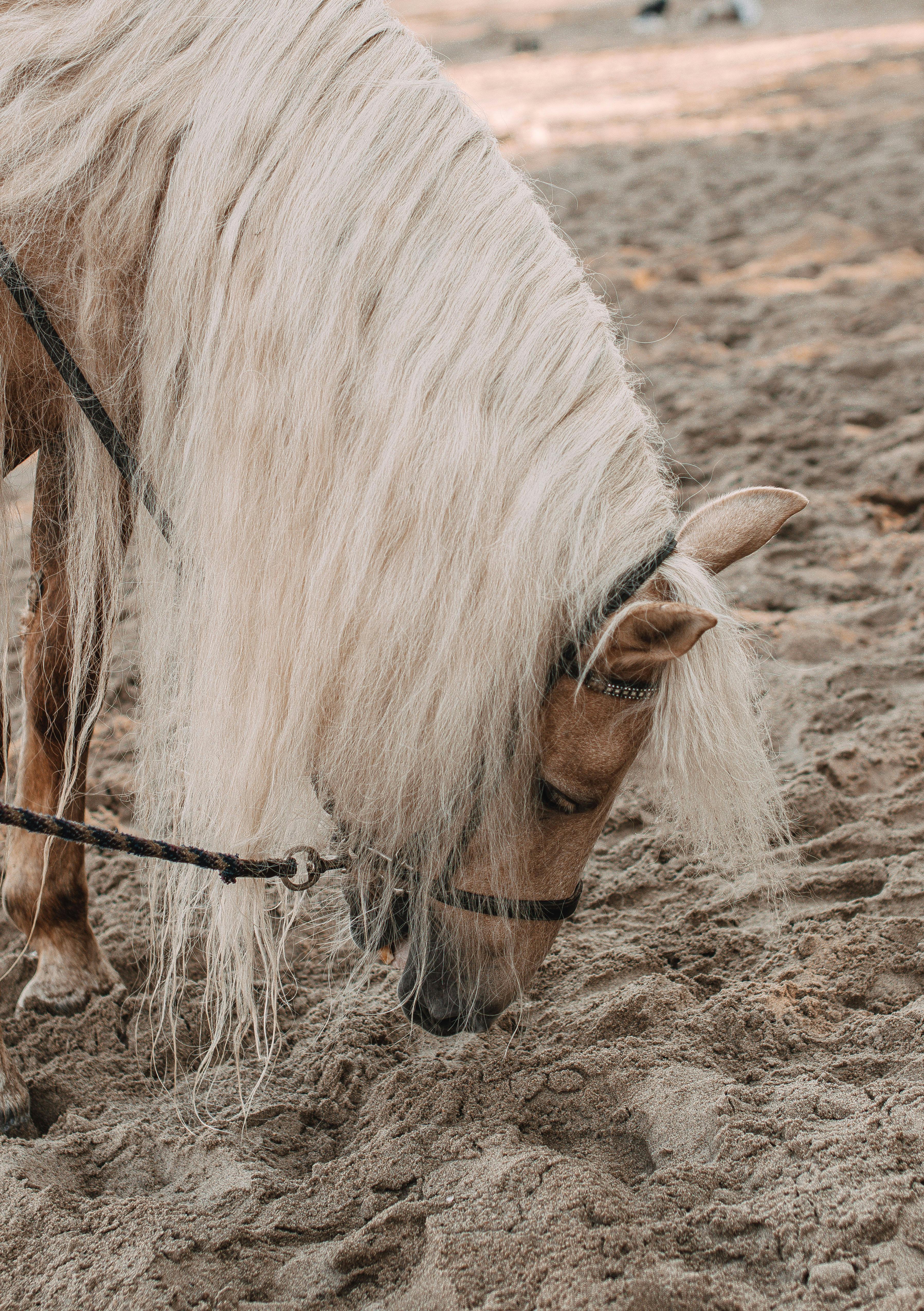 Head of a Horse Smelling Beach Sand · Free Stock Photo
