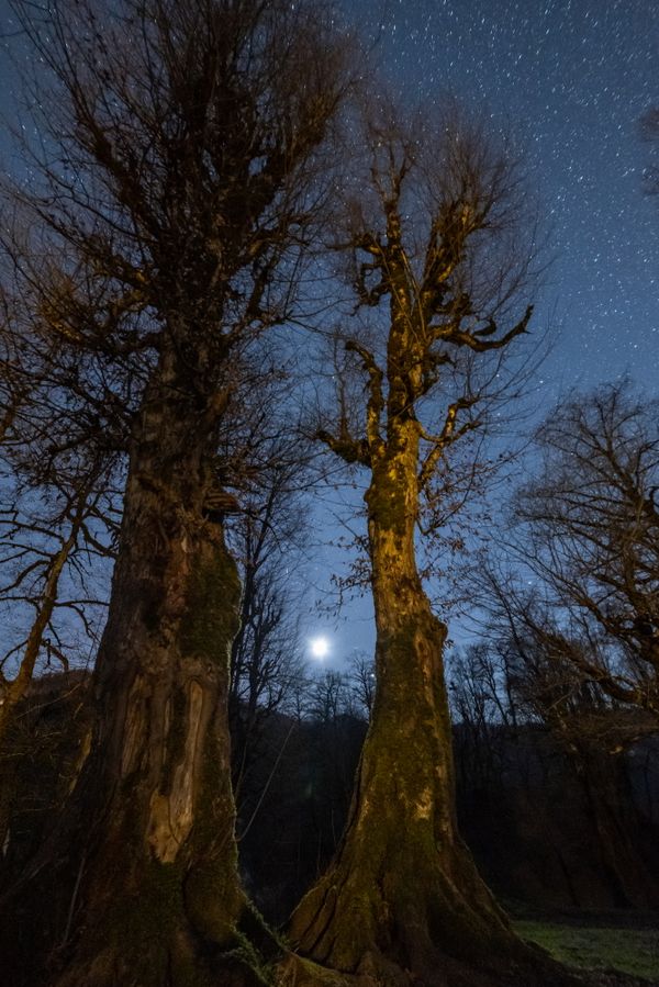 Moonlight Through Trees Photos, Download The BEST Free Moonlight ...