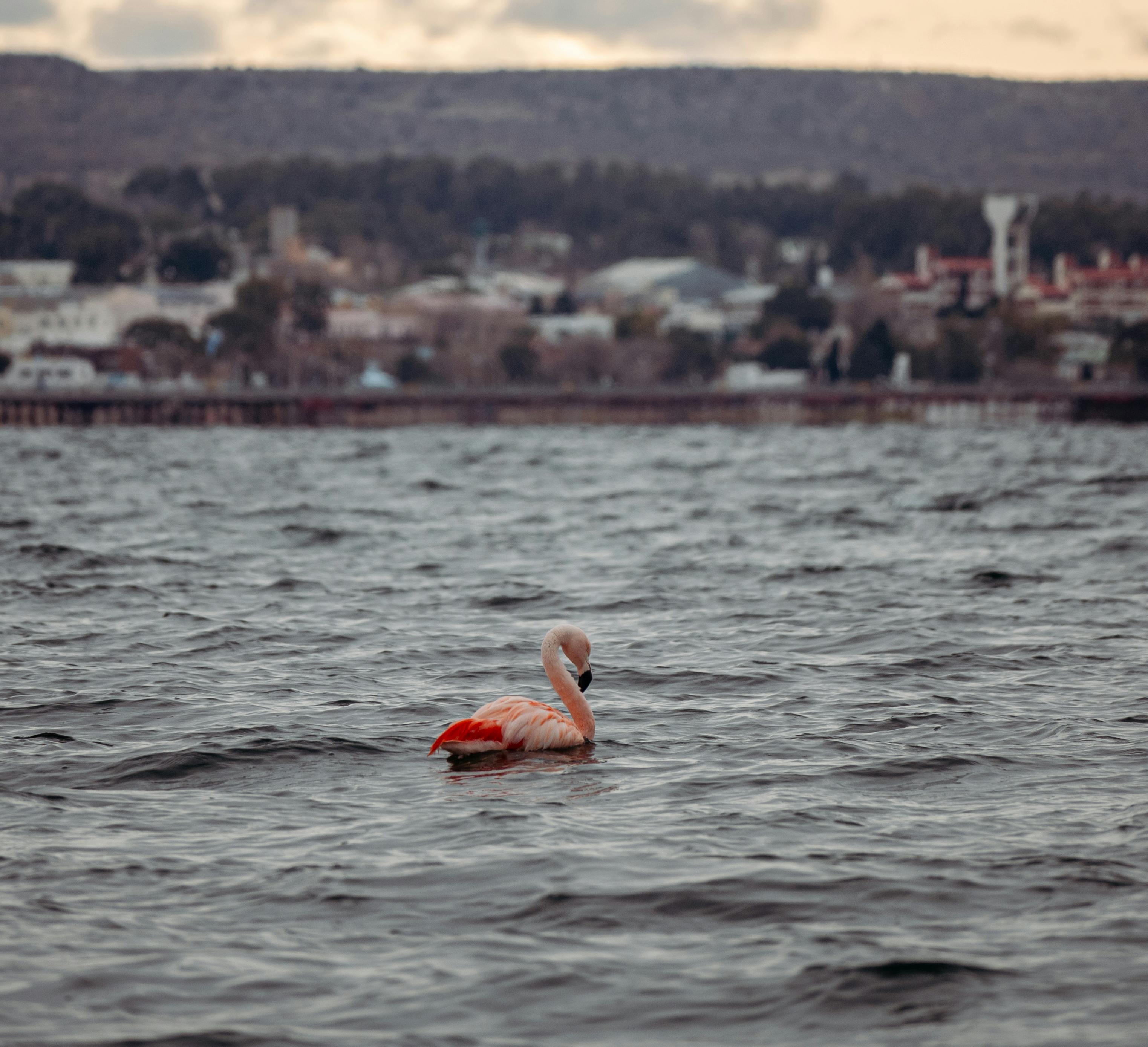 Flamingo Floatie Photos, Download The BEST Free Flamingo Floatie Stock ...