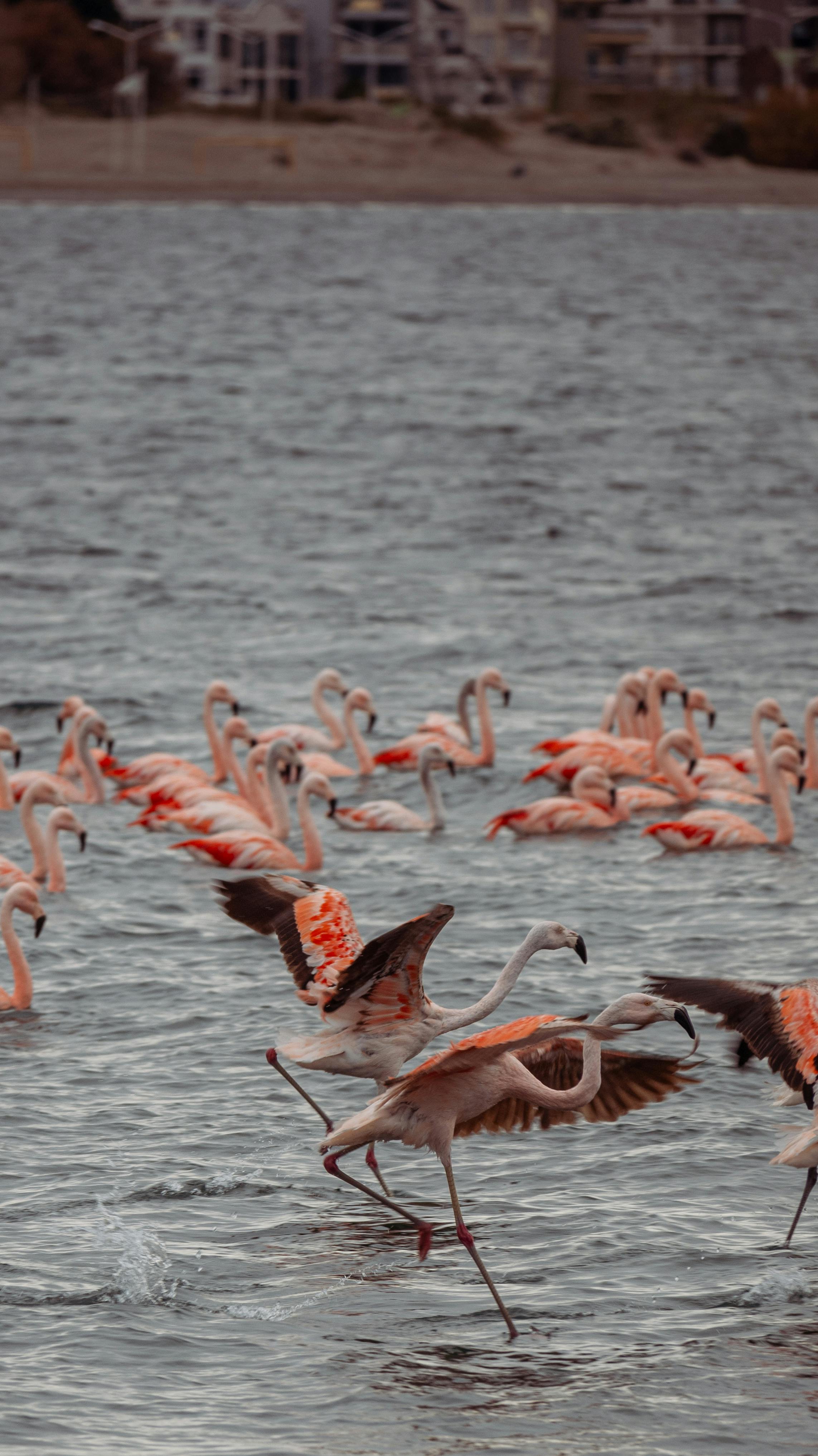 Birds Flocking Photos, Download The BEST Free Birds Flocking Stock ...