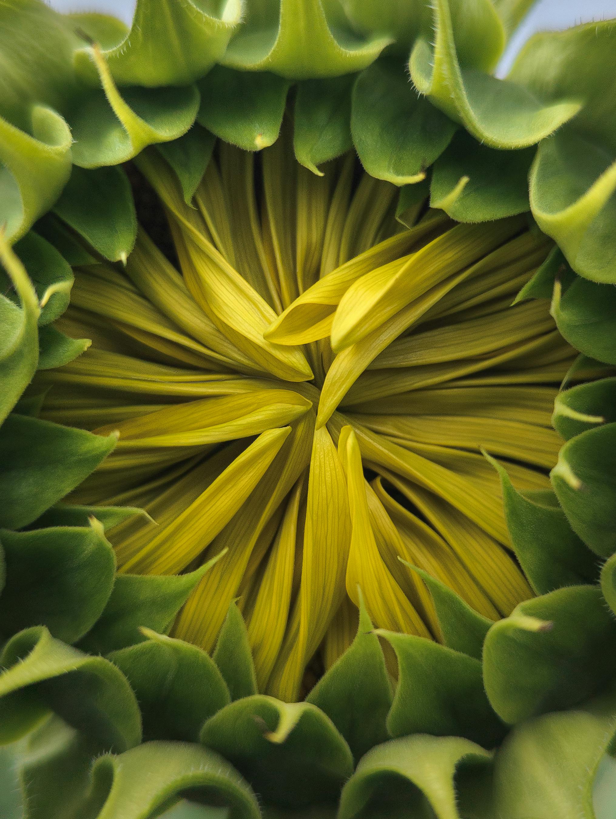 Inside of a Sunflower · Free Stock Photo