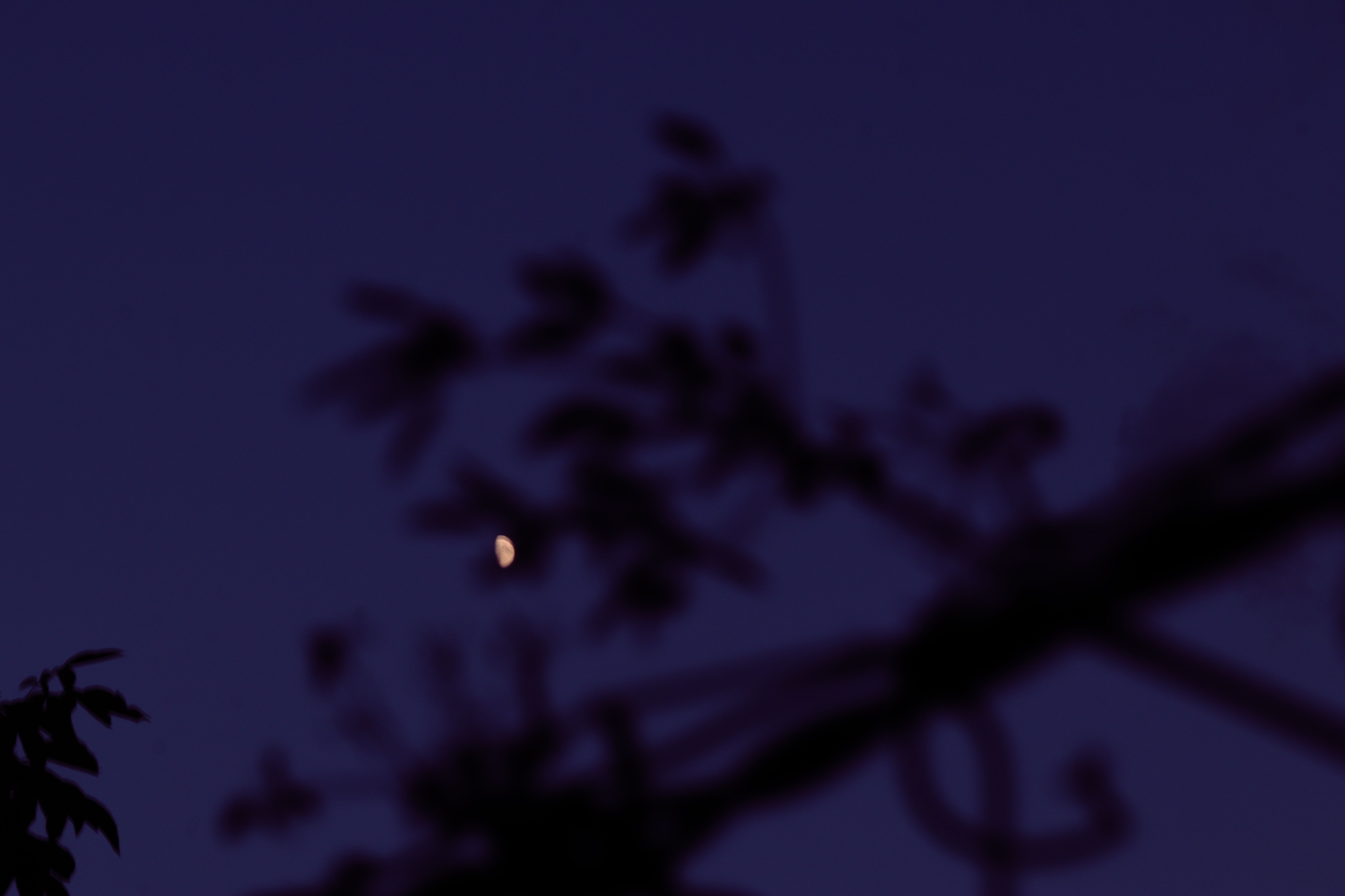 Lunar Eclipse Behind a Tree · Free Stock Photo