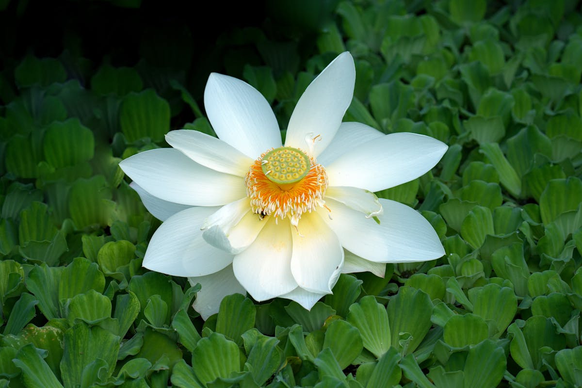 White Lotus Photos, Download The BEST Free White Lotus Stock Photos ...