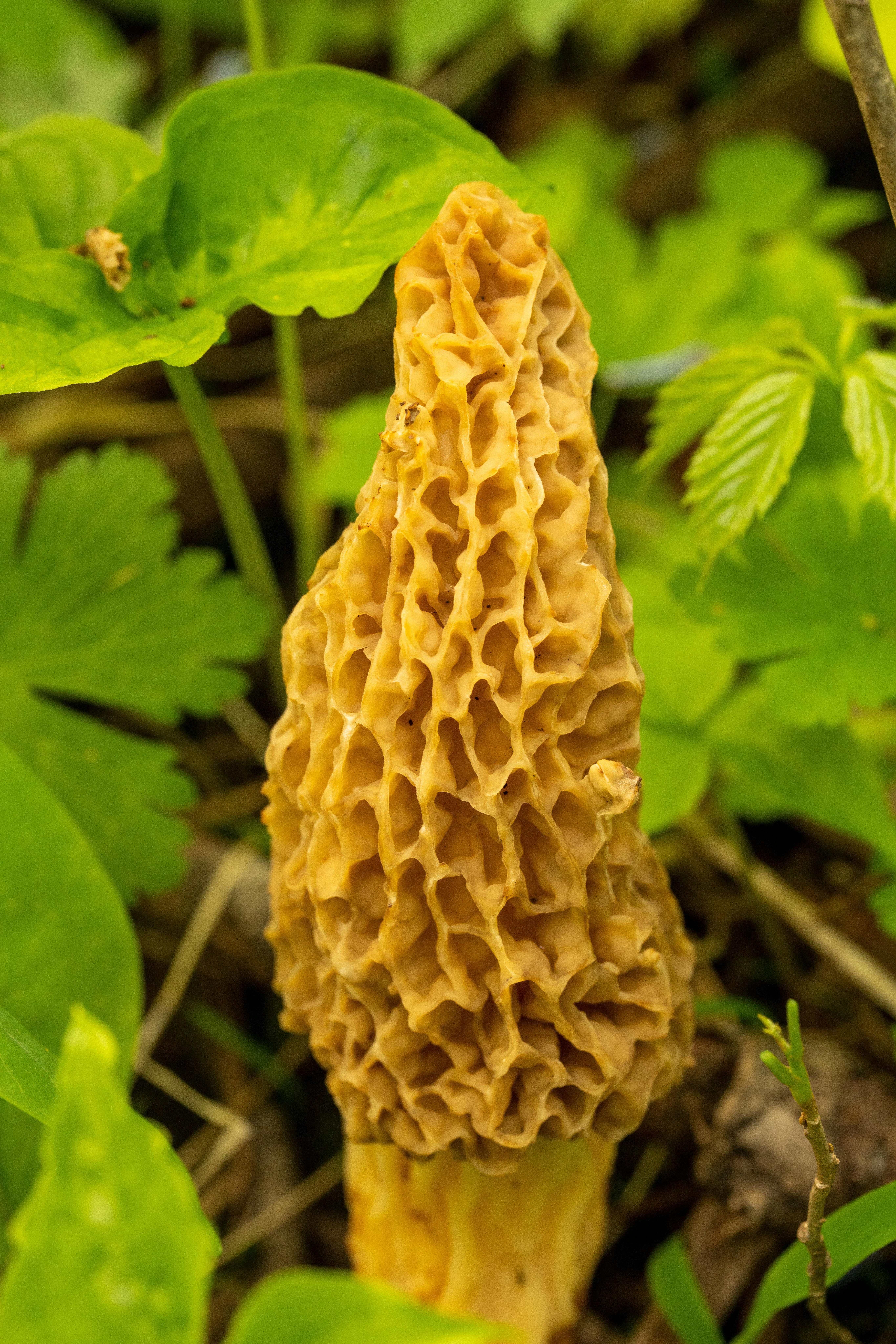 Close-up of a Common Morel Mushroom · Free Stock Photo