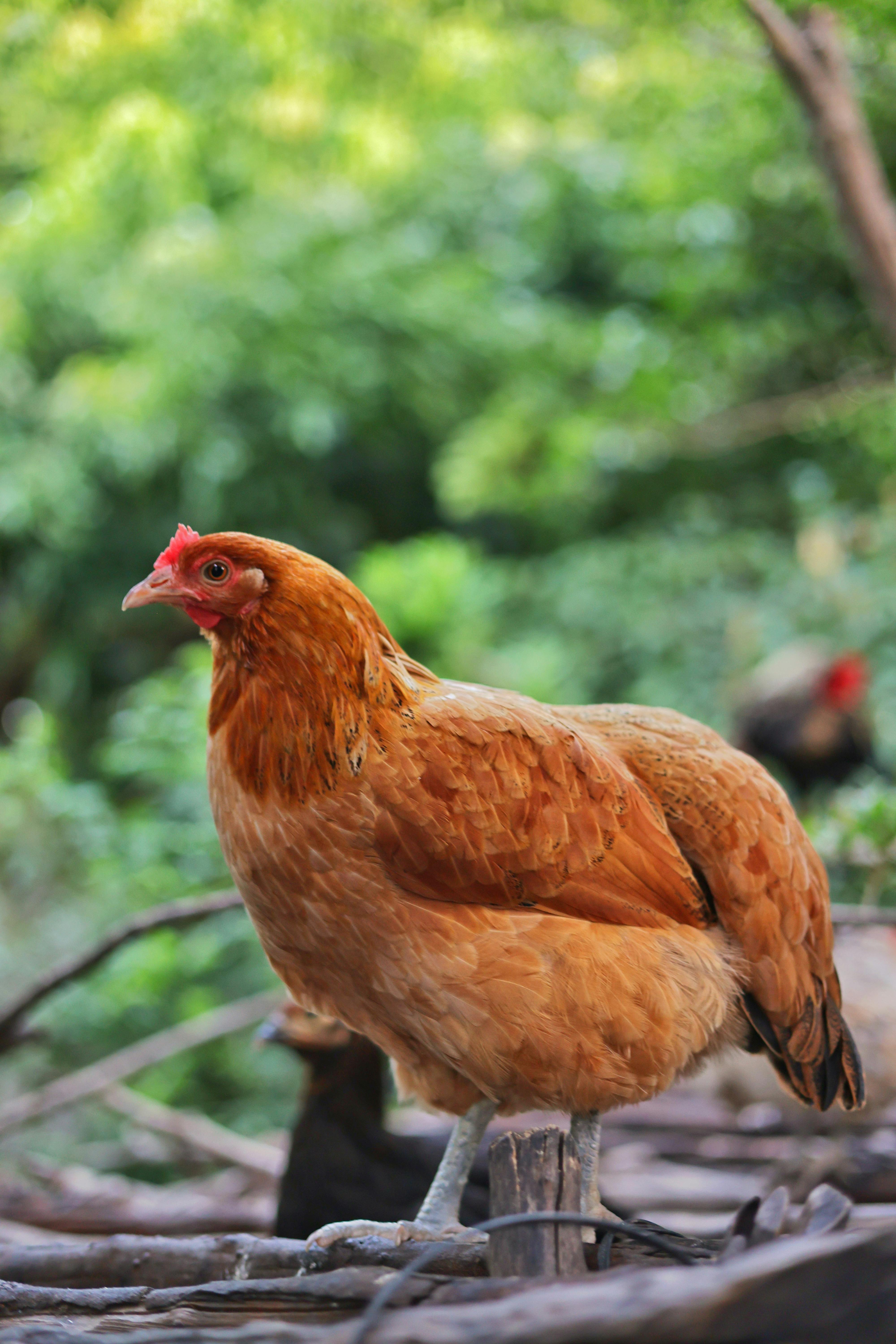 Structures Poultry Photos, Download The BEST Free Structures Poultry ...