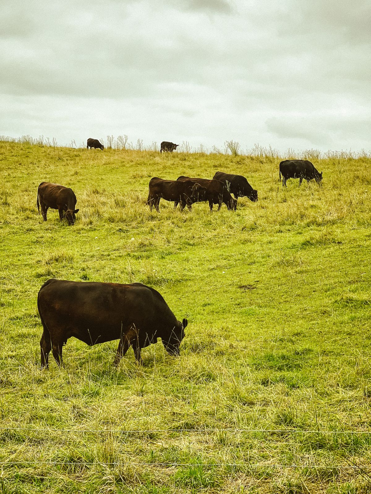 Angus Cattle Photos, Download The BEST Free Angus Cattle Stock Photos ...