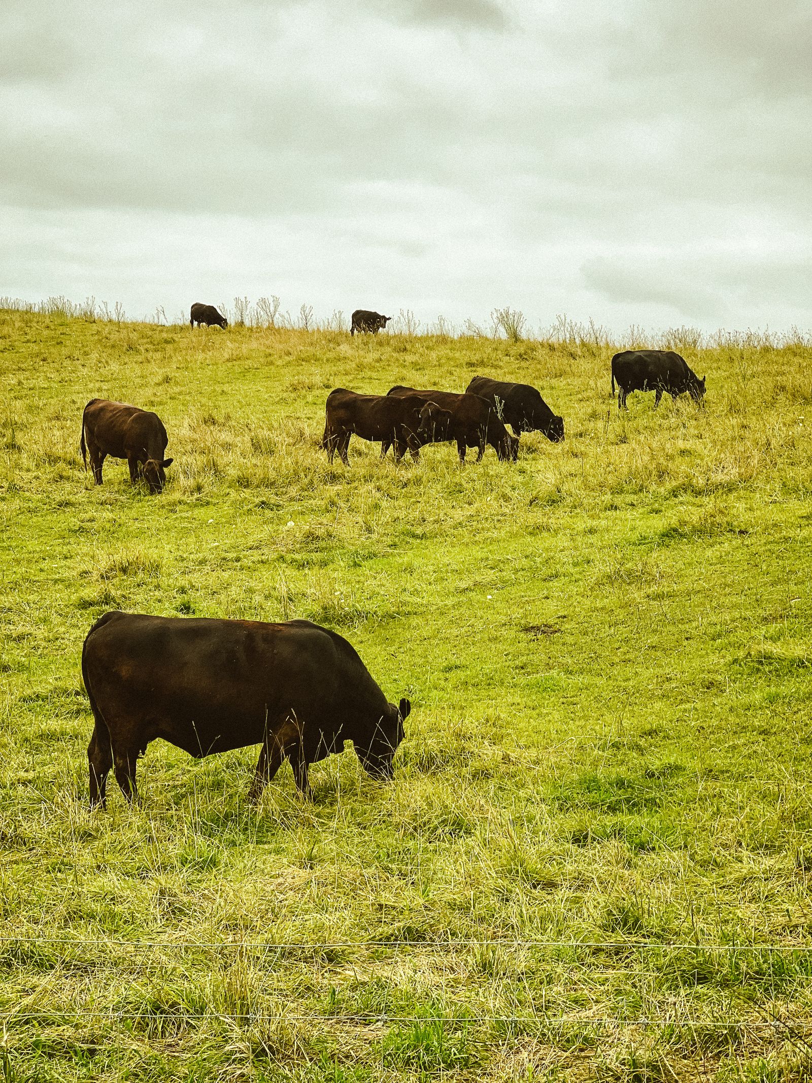 Angus Cattle Photos, Download The BEST Free Angus Cattle Stock Photos ...
