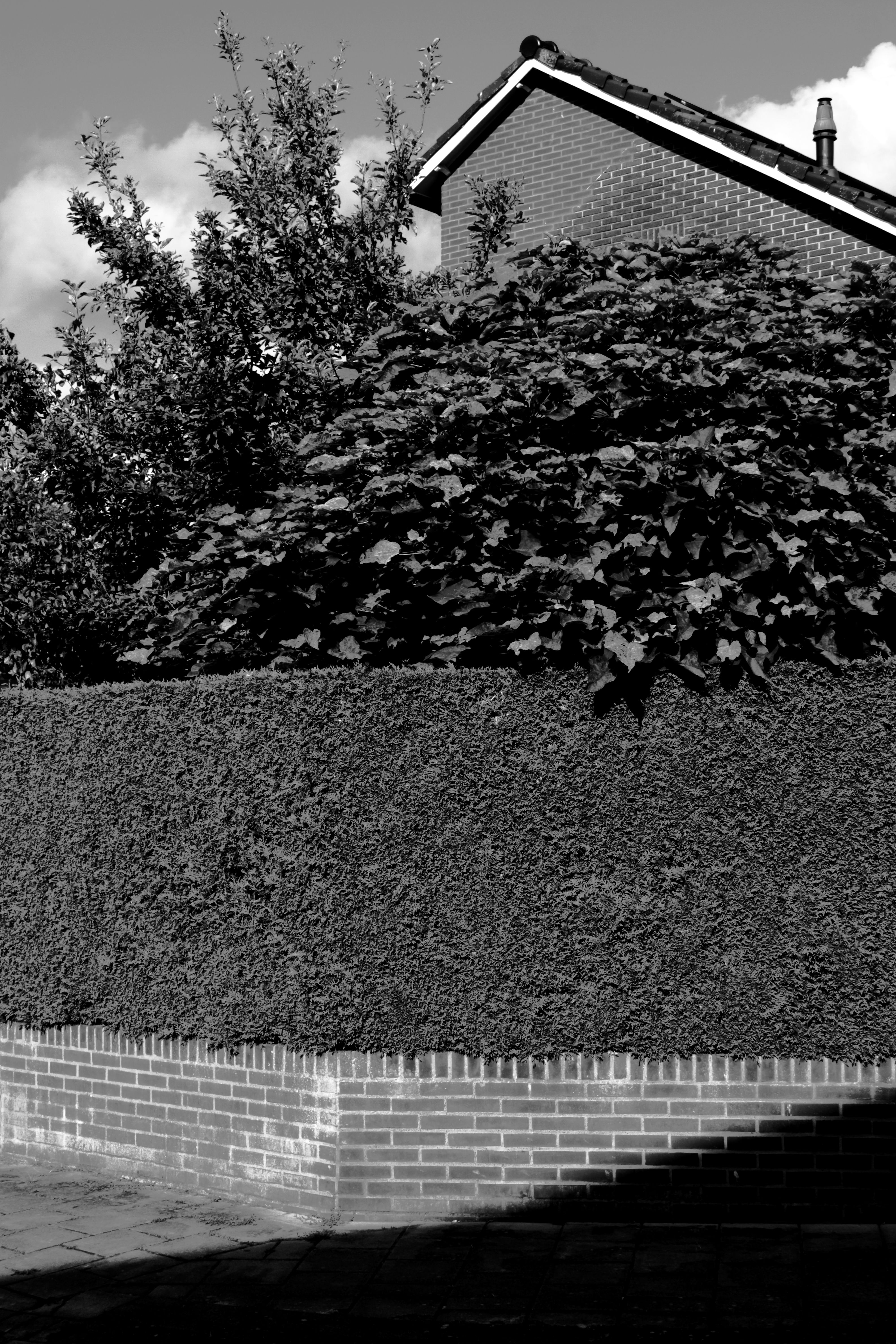 Black and White Picture of a Hedge around the House · Free Stock Photo