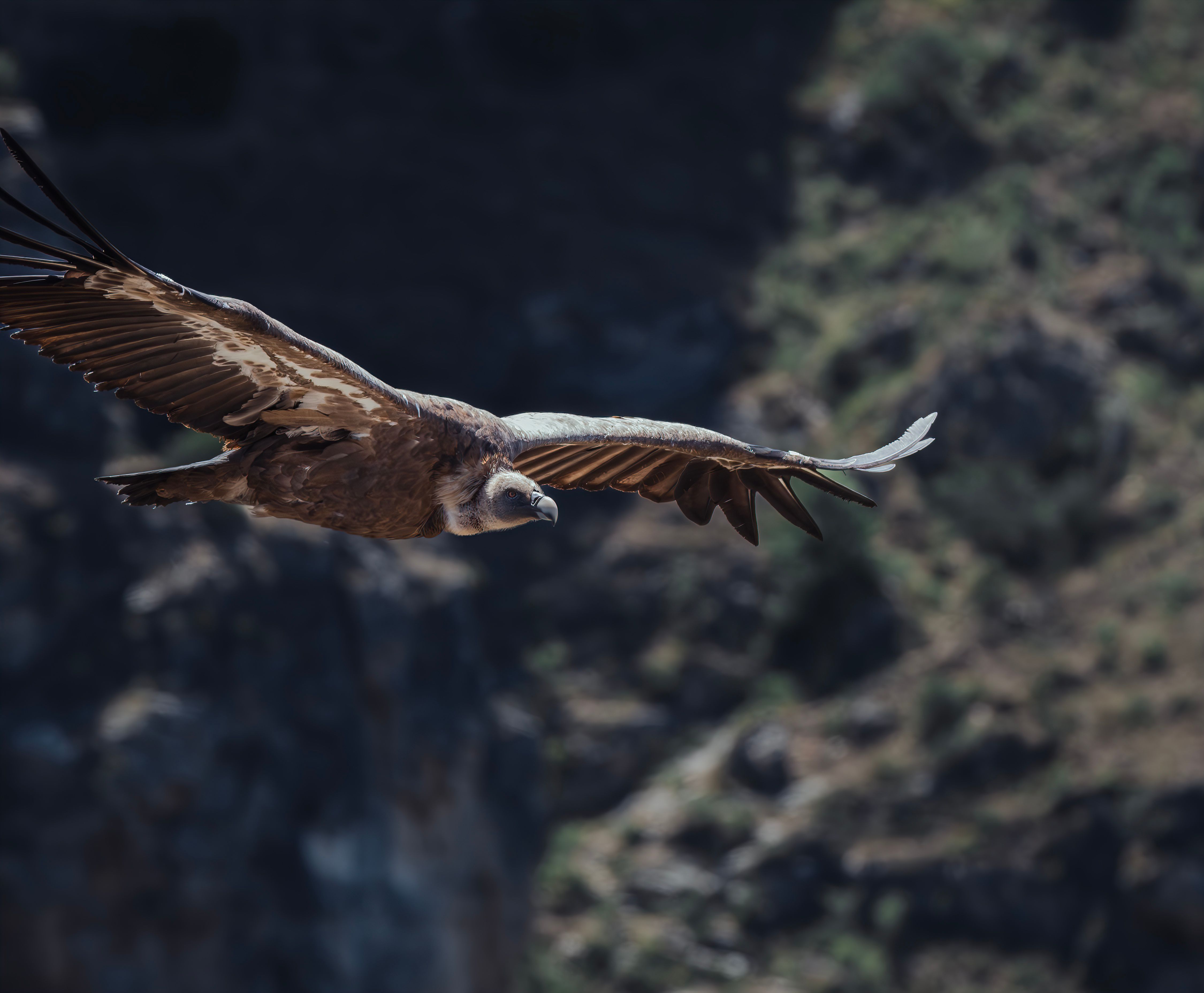Vulture in Fli · Free Stock Photo