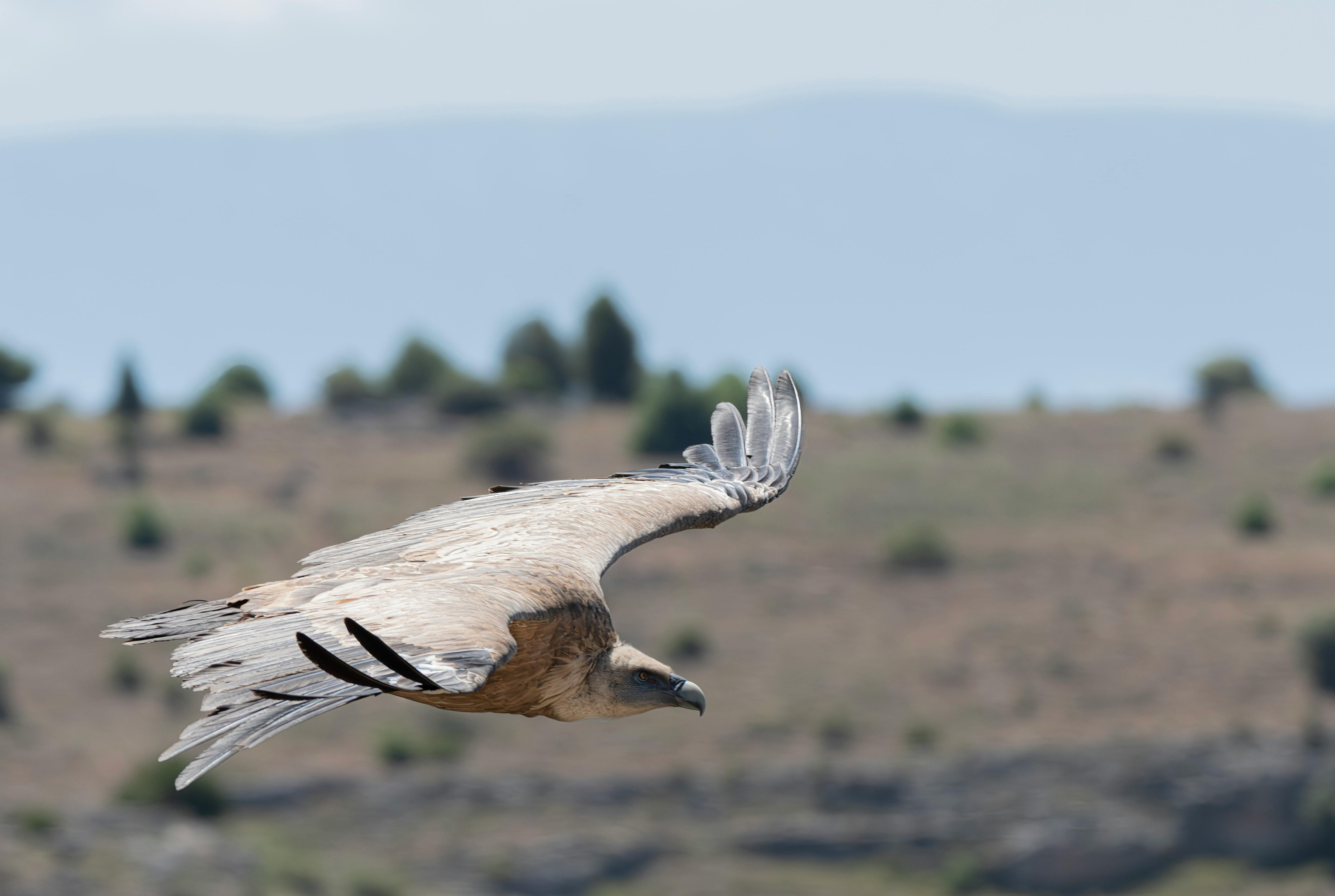 Vulture Flying in the Air · Free Stock Photo
