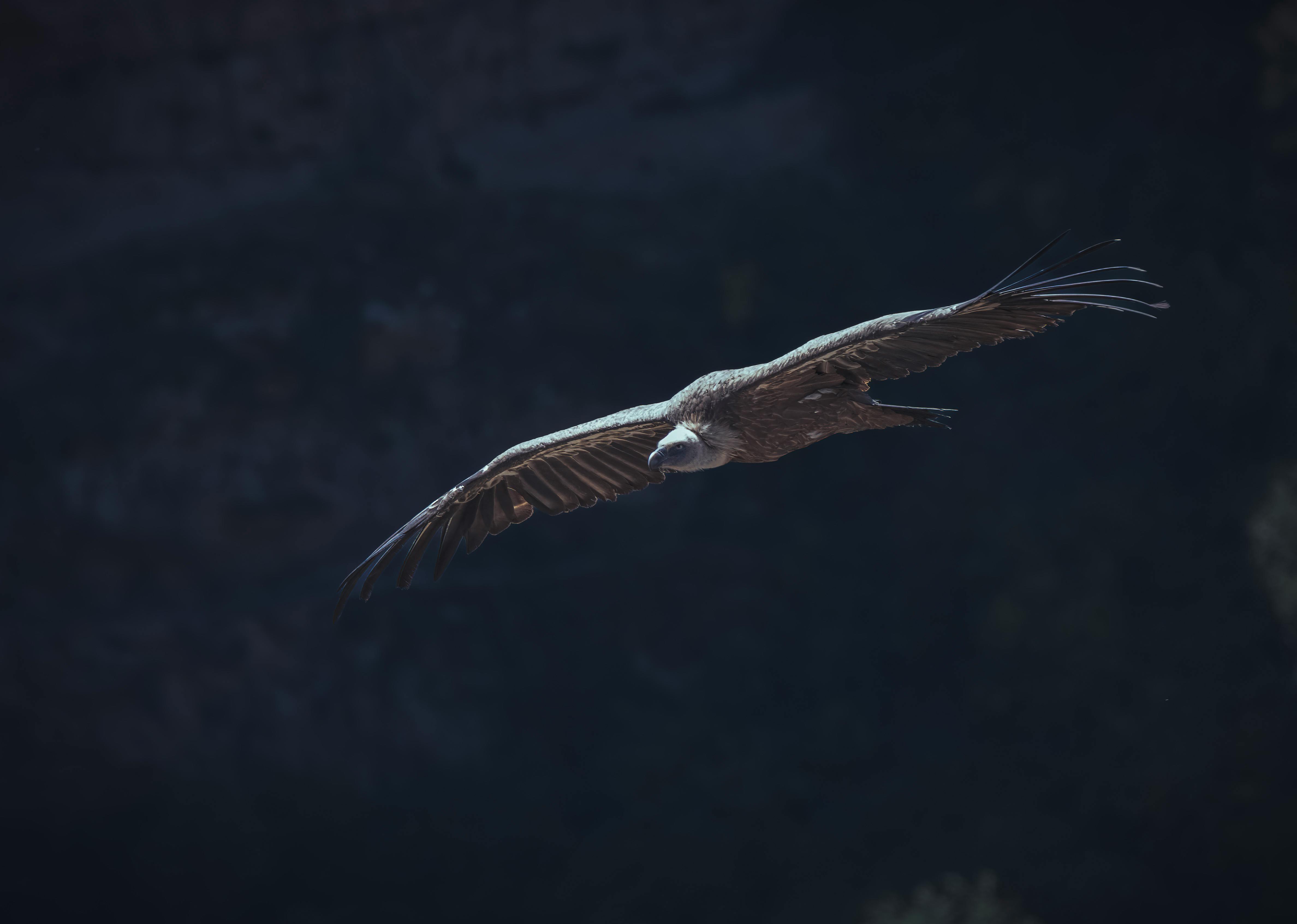 Close-up of a Flying Andean Condor · Free Stock Photo