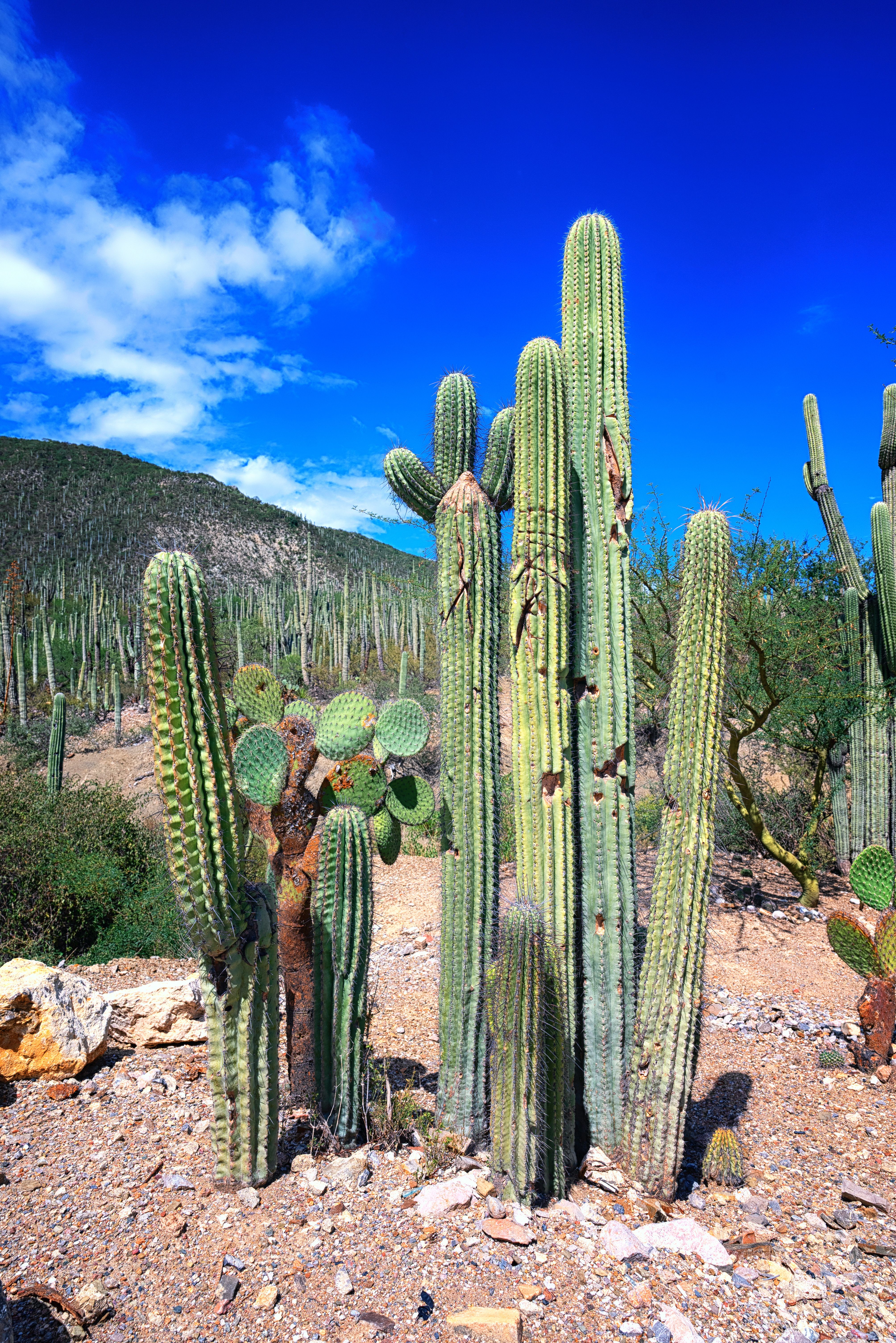 Cacti in the Desert · Free Stock Photo