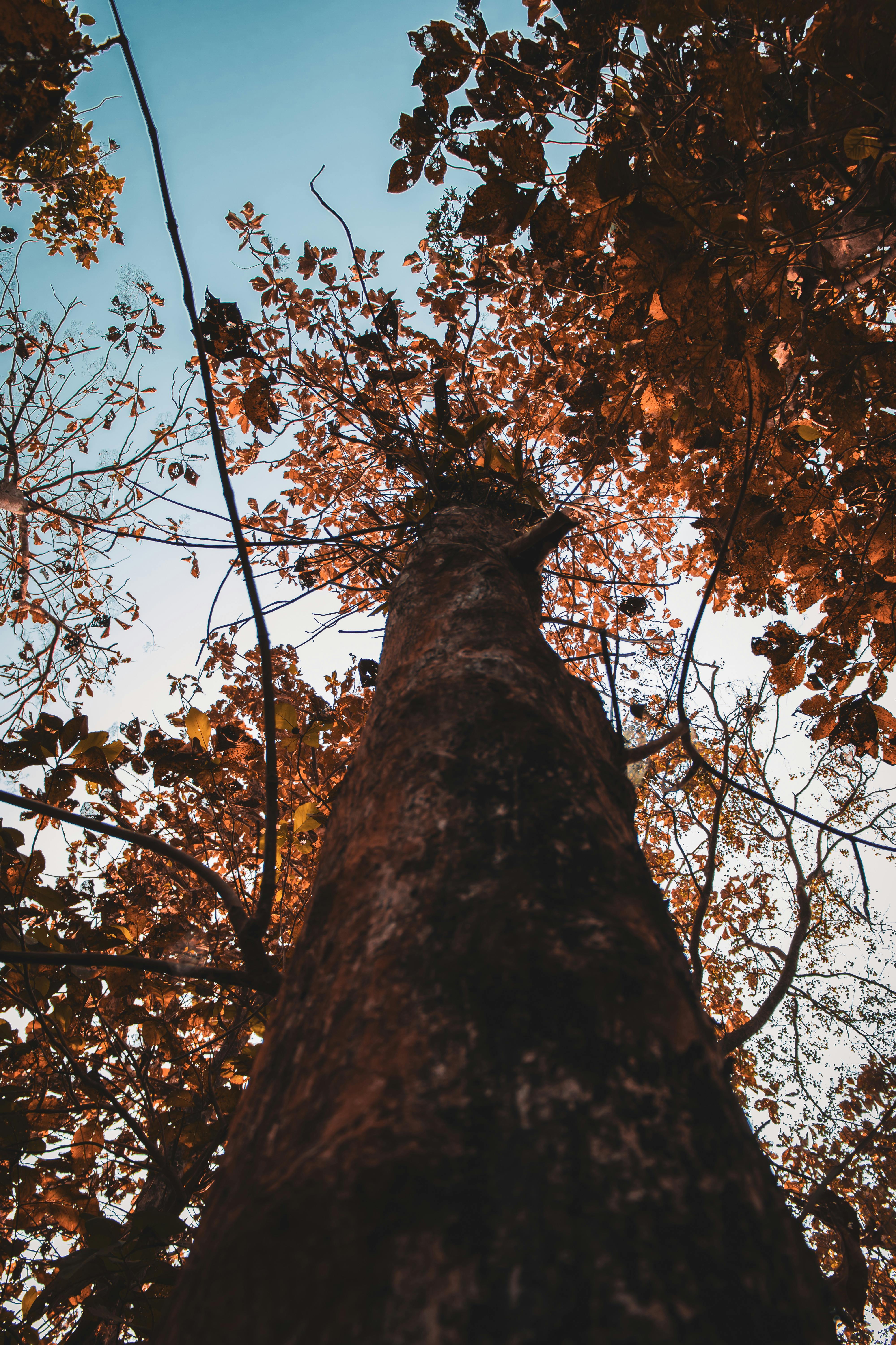 Brown Tree · Free Stock Photo