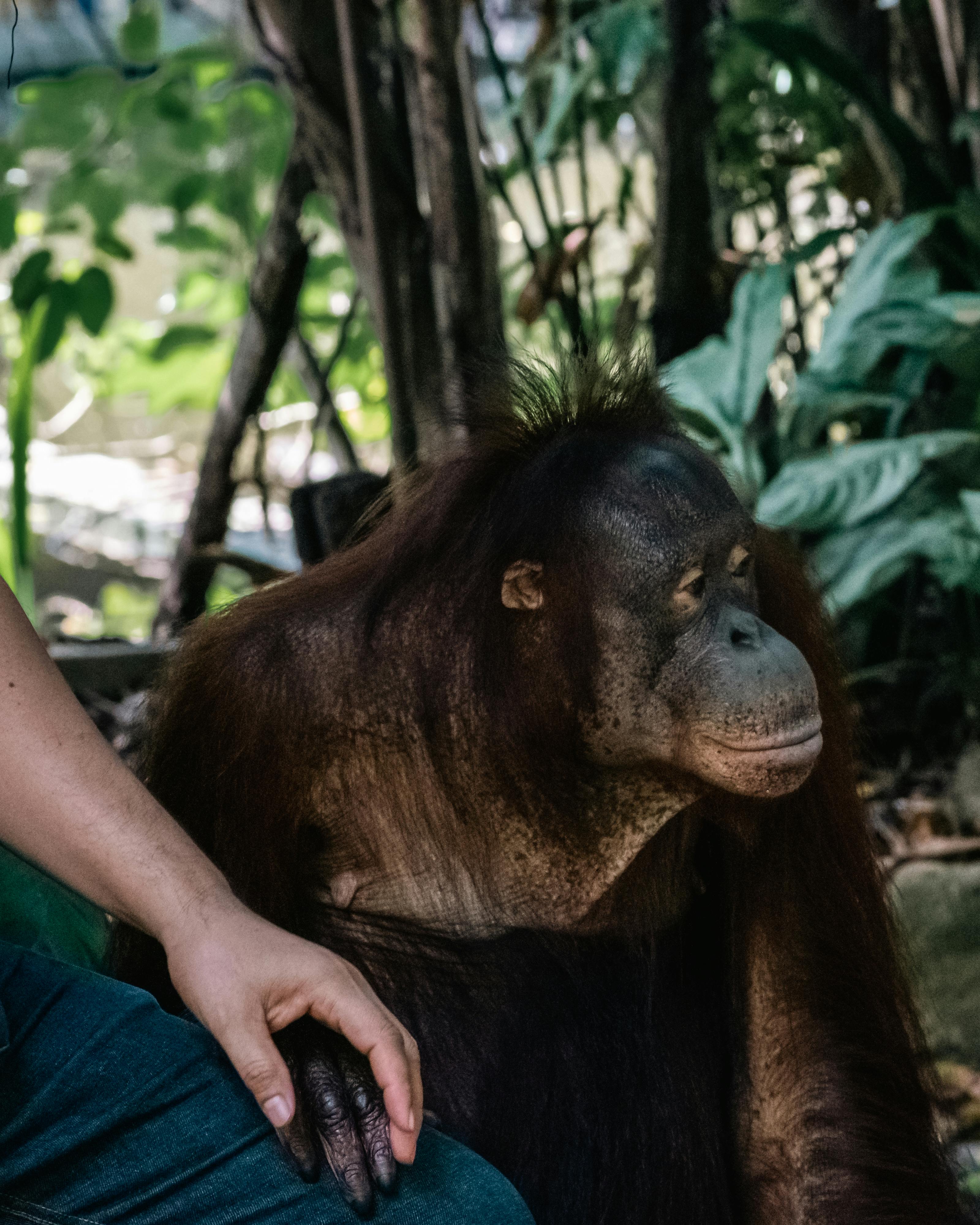 10+ Best Chimp Photos · 100% Free Download · Pexels Stock Photos