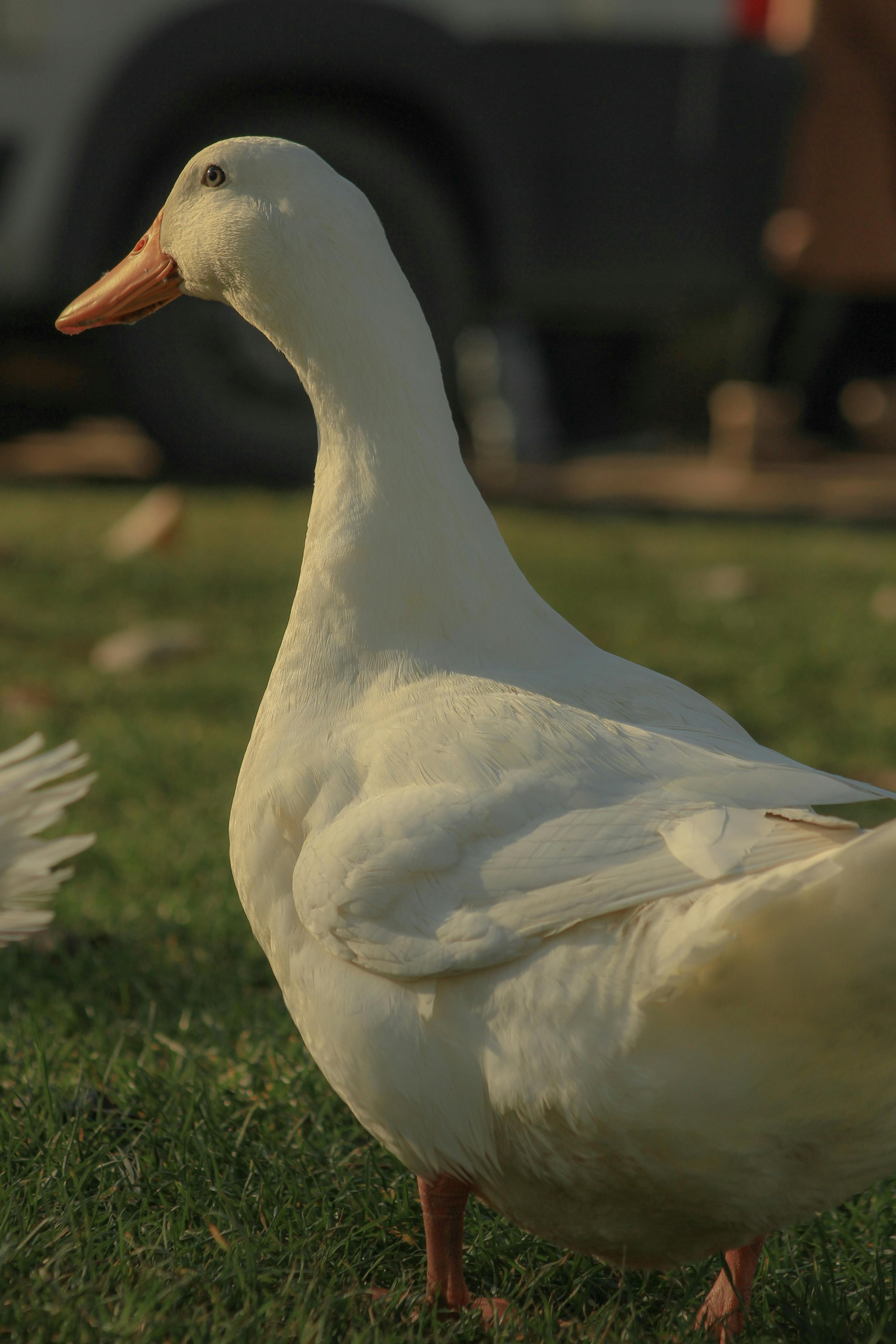 Poultry Photos Photos, Download The BEST Free Poultry Photos Stock ...