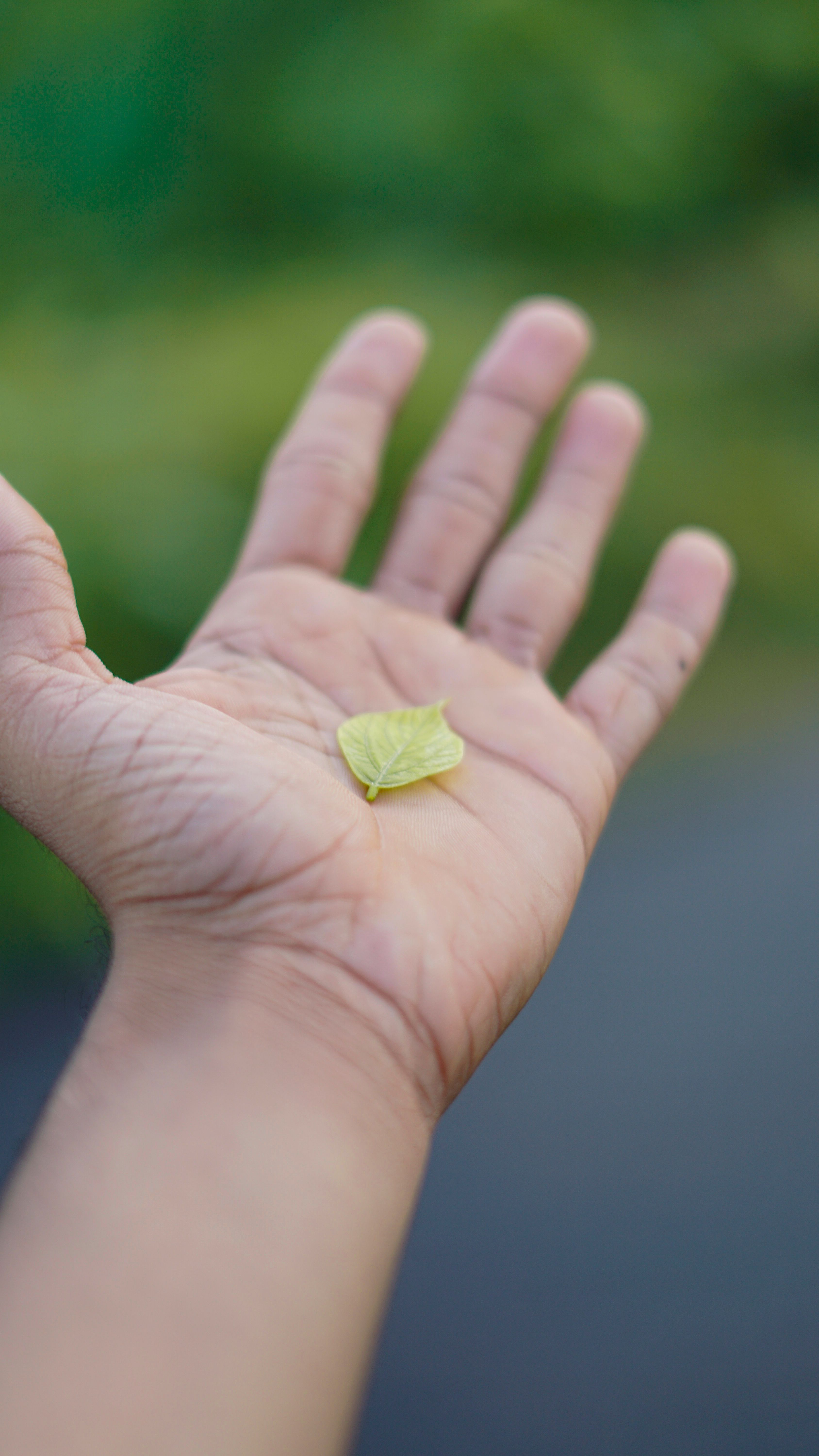 Leaf on a Hand · Free Stock Photo