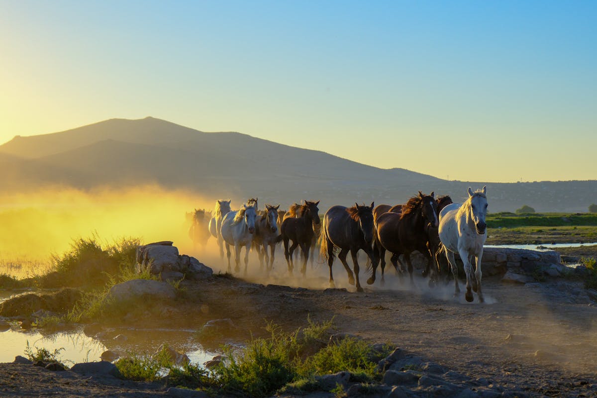 Running Horse Wallpaper Photos, Download The BEST Free Running Horse ...