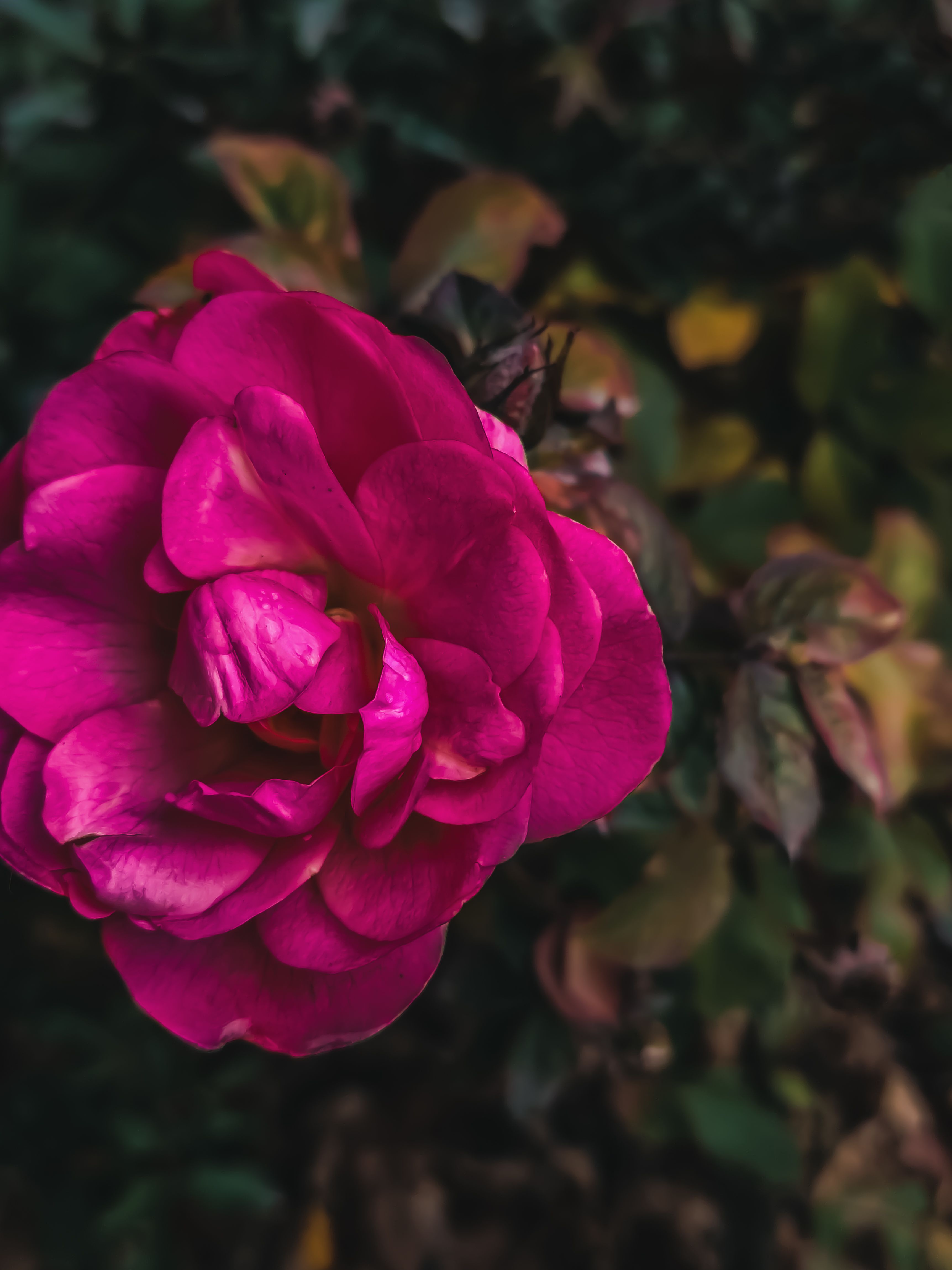 Close-Up Photography of Pink Rose · Free Stock Photo