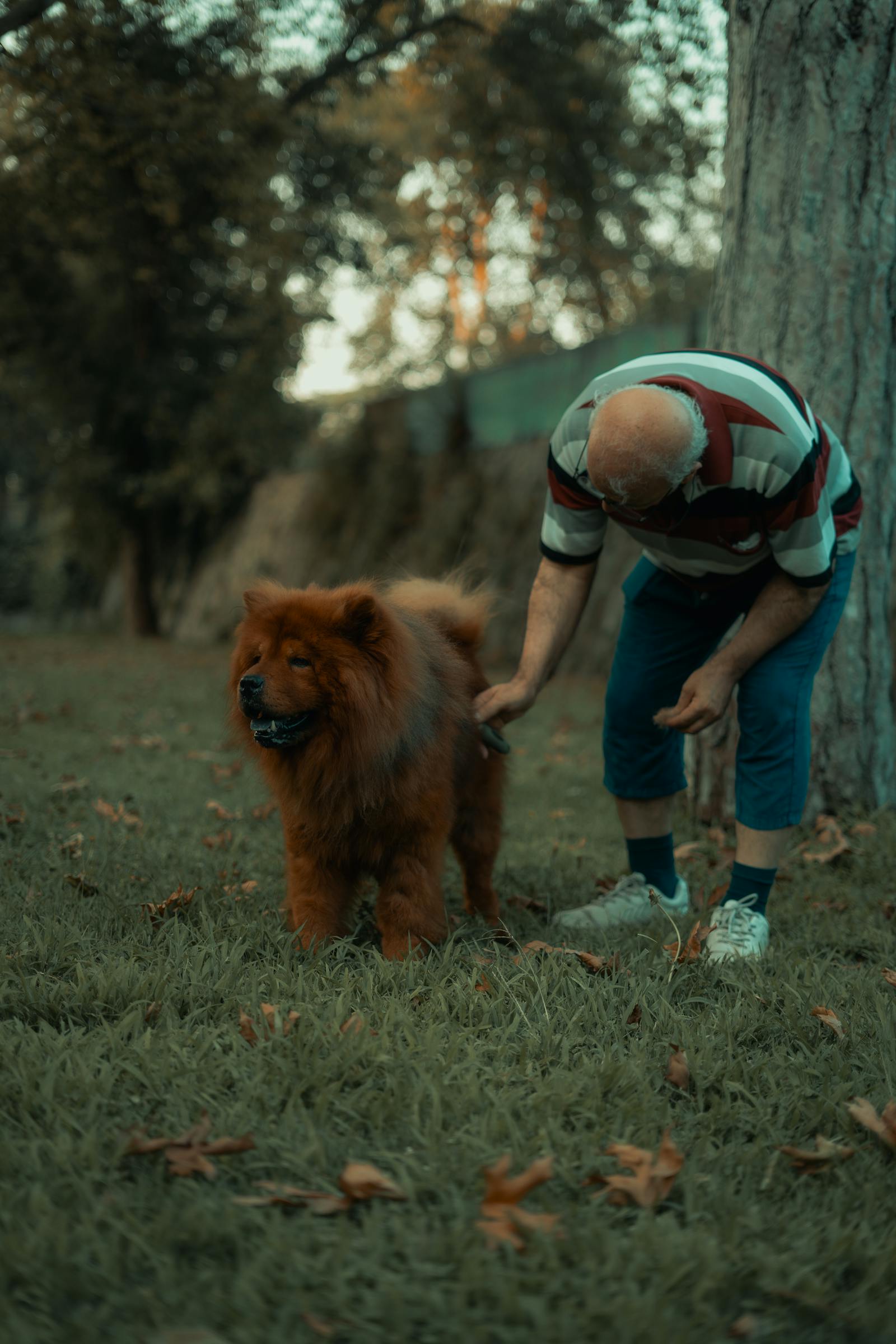 Dog Bending Photos, Download The BEST Free Dog Bending Stock Photos ...