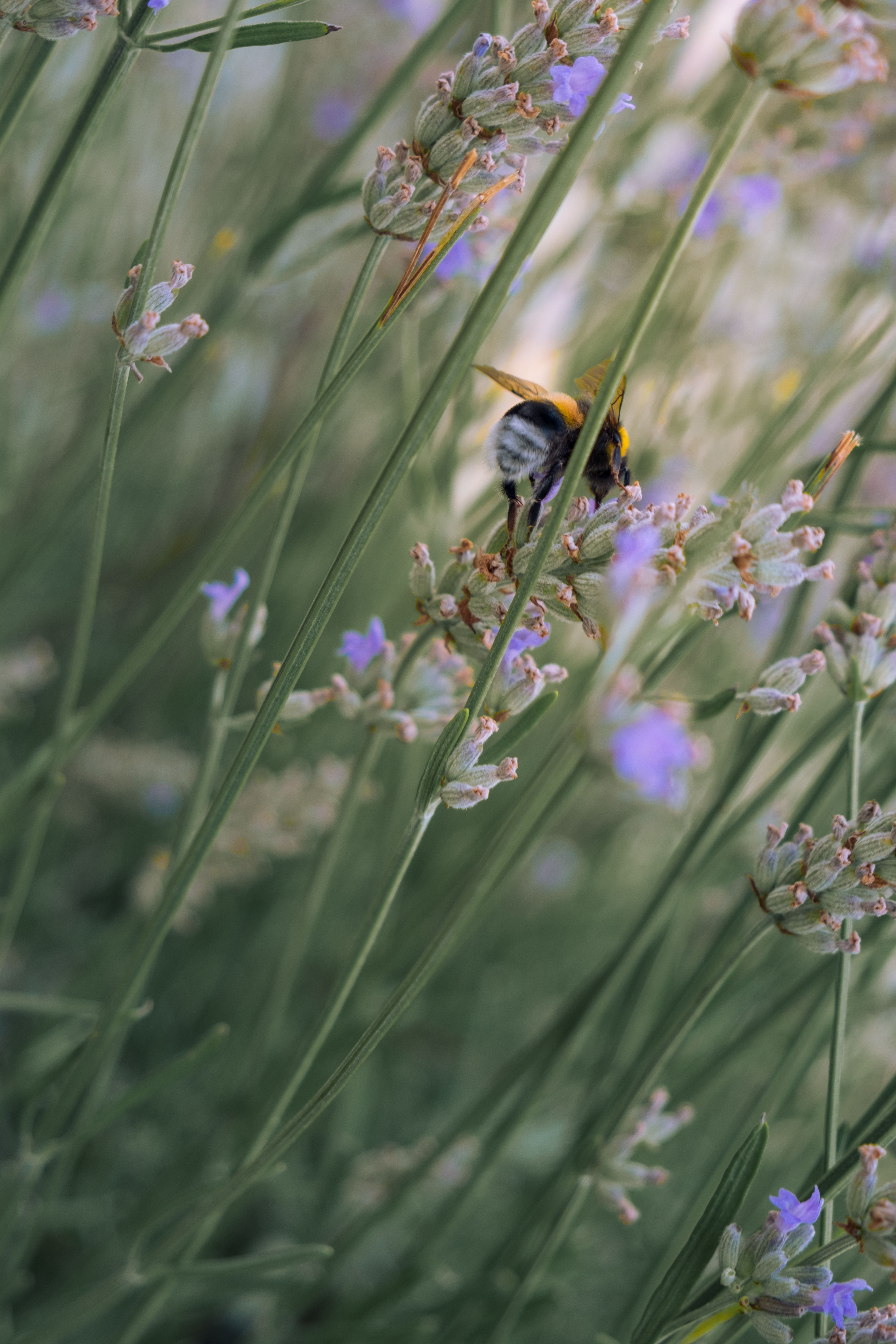 Indian Bee Photos, Download The BEST Free Indian Bee Stock Photos & HD ...