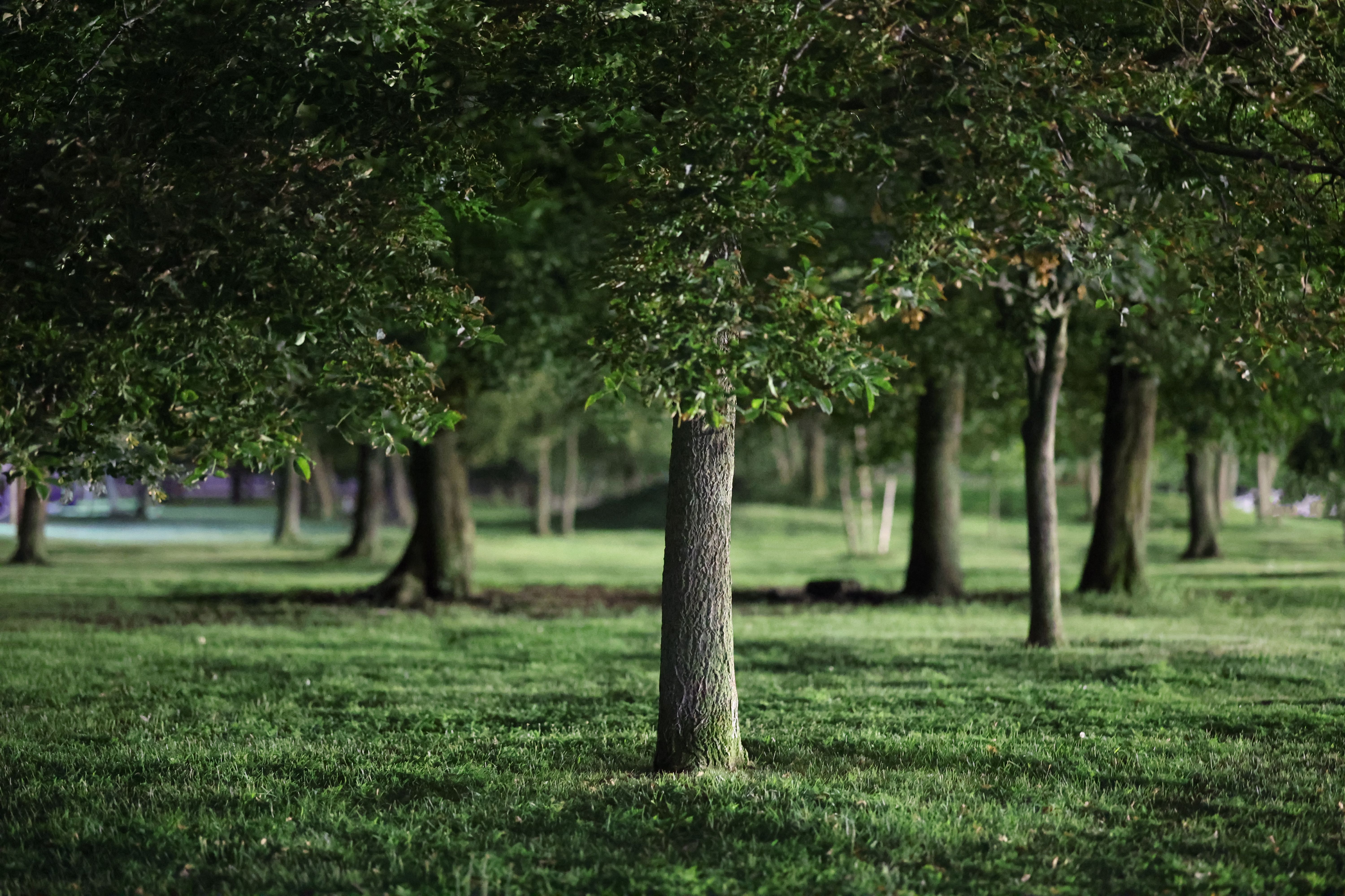 Trees and Grass in Cove Island Park in USA · Free Stock Photo
